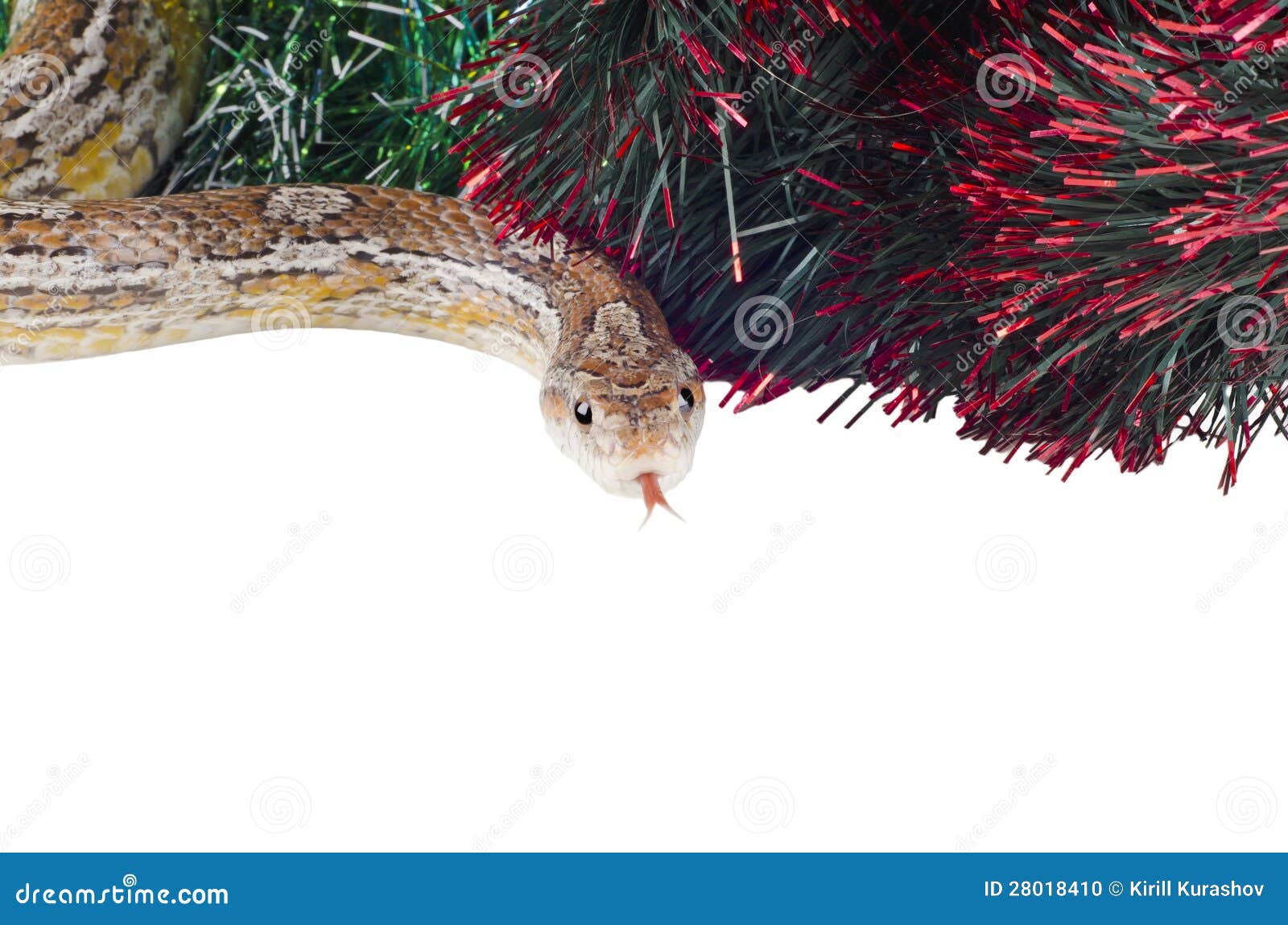 Year of Snake stock photo. Image of frame, greeting, cornsnake - 28018410