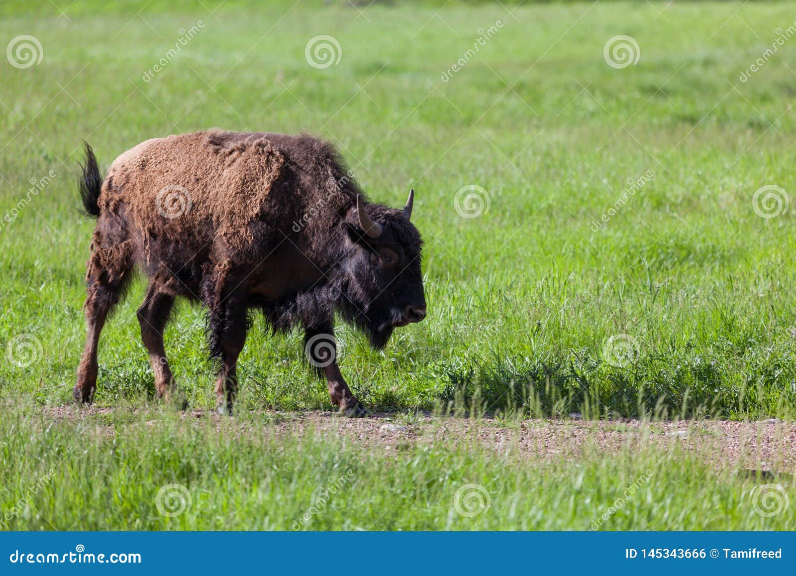 Yearling Bison in Spring stock photo. Image of shade - 145343666