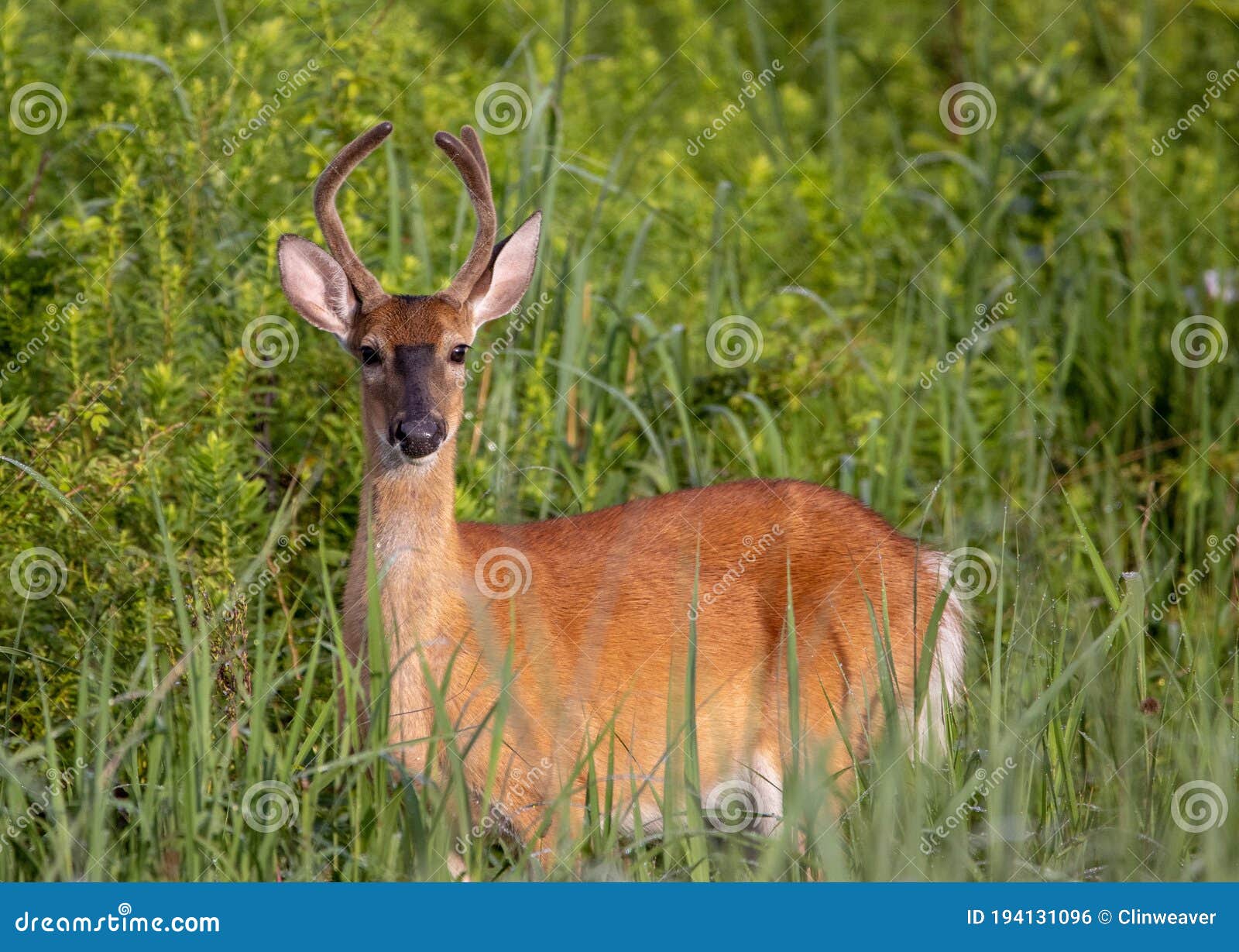Yearling Buck in Grass Field Stock Photo - Image of wildlife ...