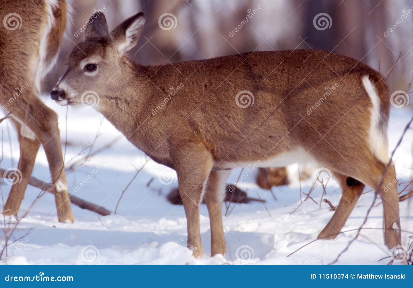 Yearling doe stock photo. Image of generations, nature - 11510574