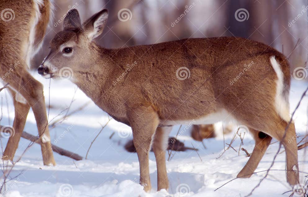 Yearling doe stock photo. Image of generations, nature - 11510574