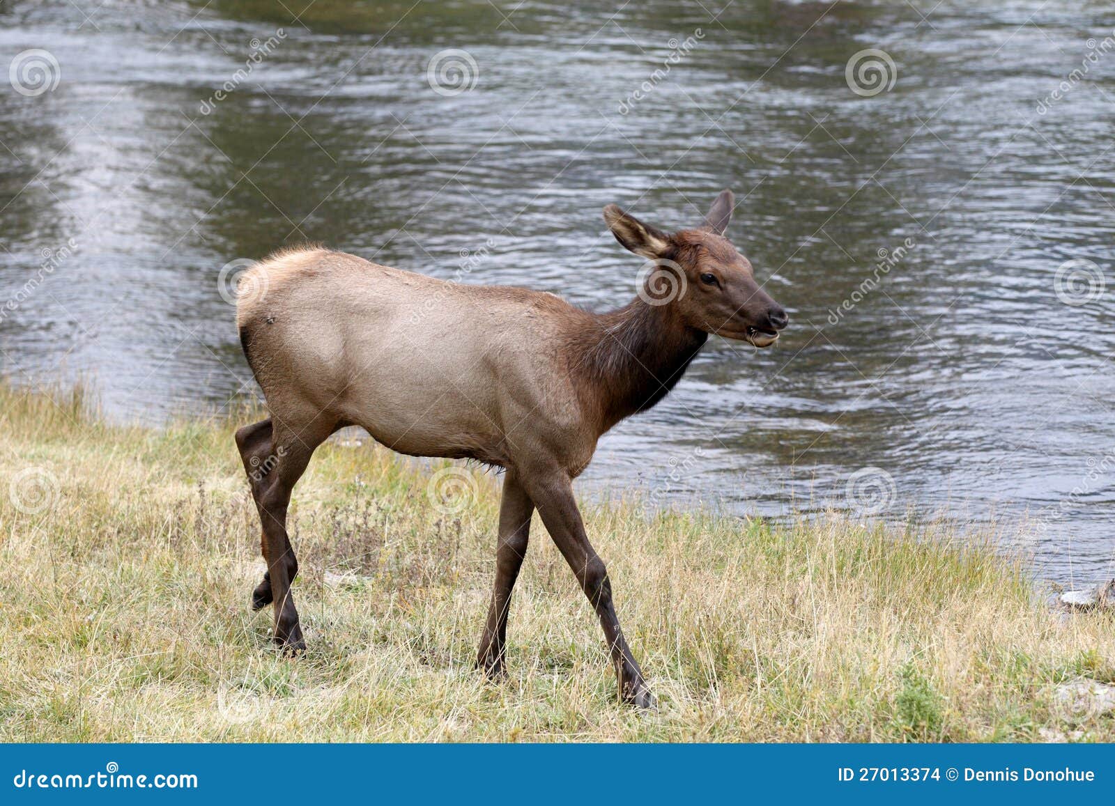 Yearling Elk on the Madison River Stock Photo - Image of mammal, animal ...