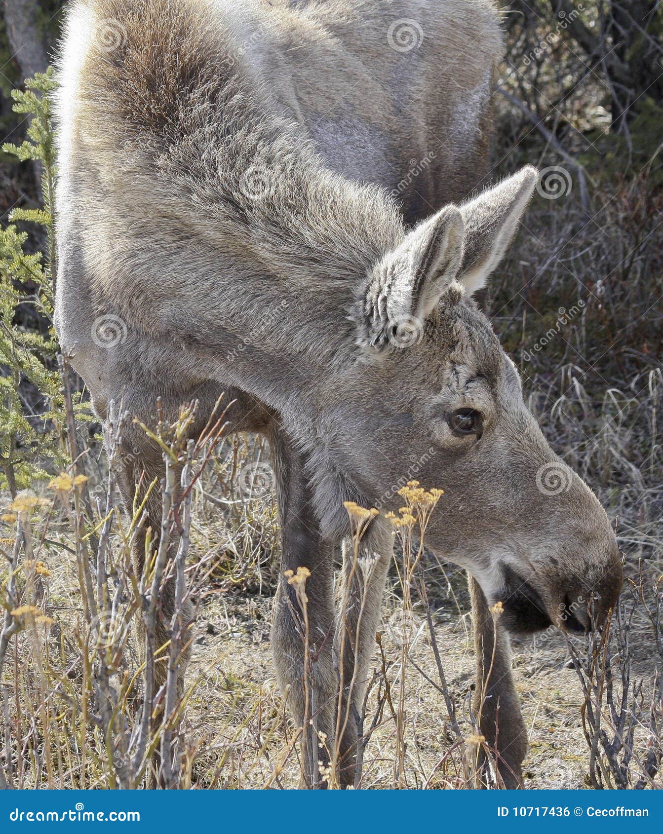 Yearling Moose stock photo. Image of polar, tourism, national - 10717436