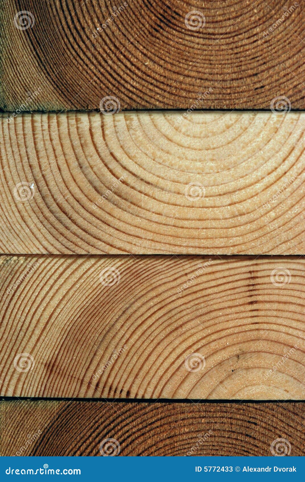 Yearly rings stock image. Image of sample, annual, pattern - 5772433