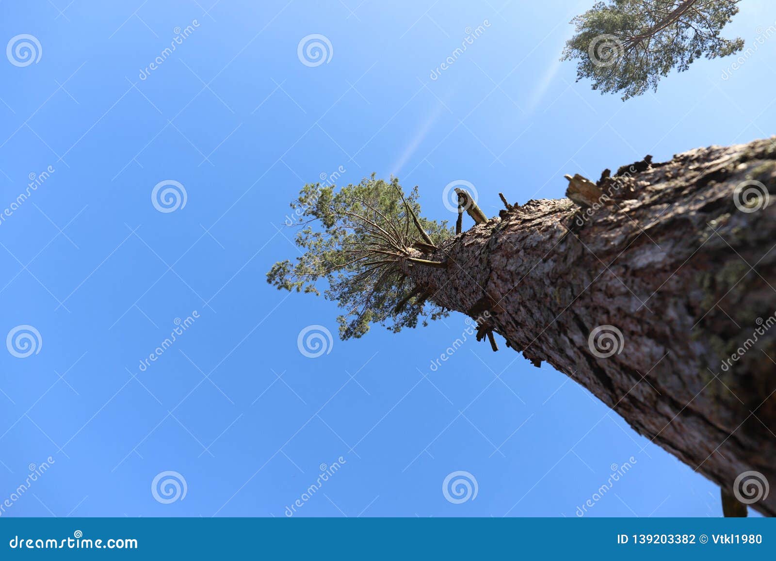 Yearning for the sun stock photo. Image of yearning - 139203382