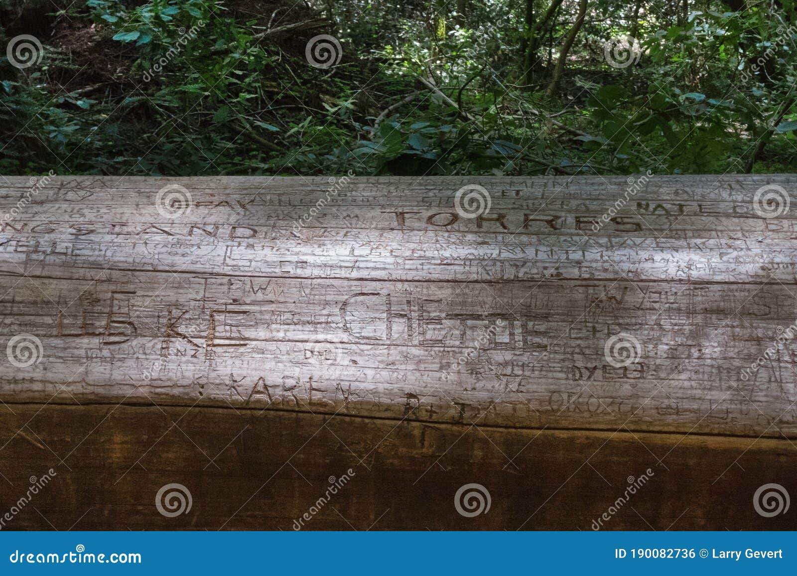 Messages Left on an Old Redwood Tree Stock Photo - Image of bare ...