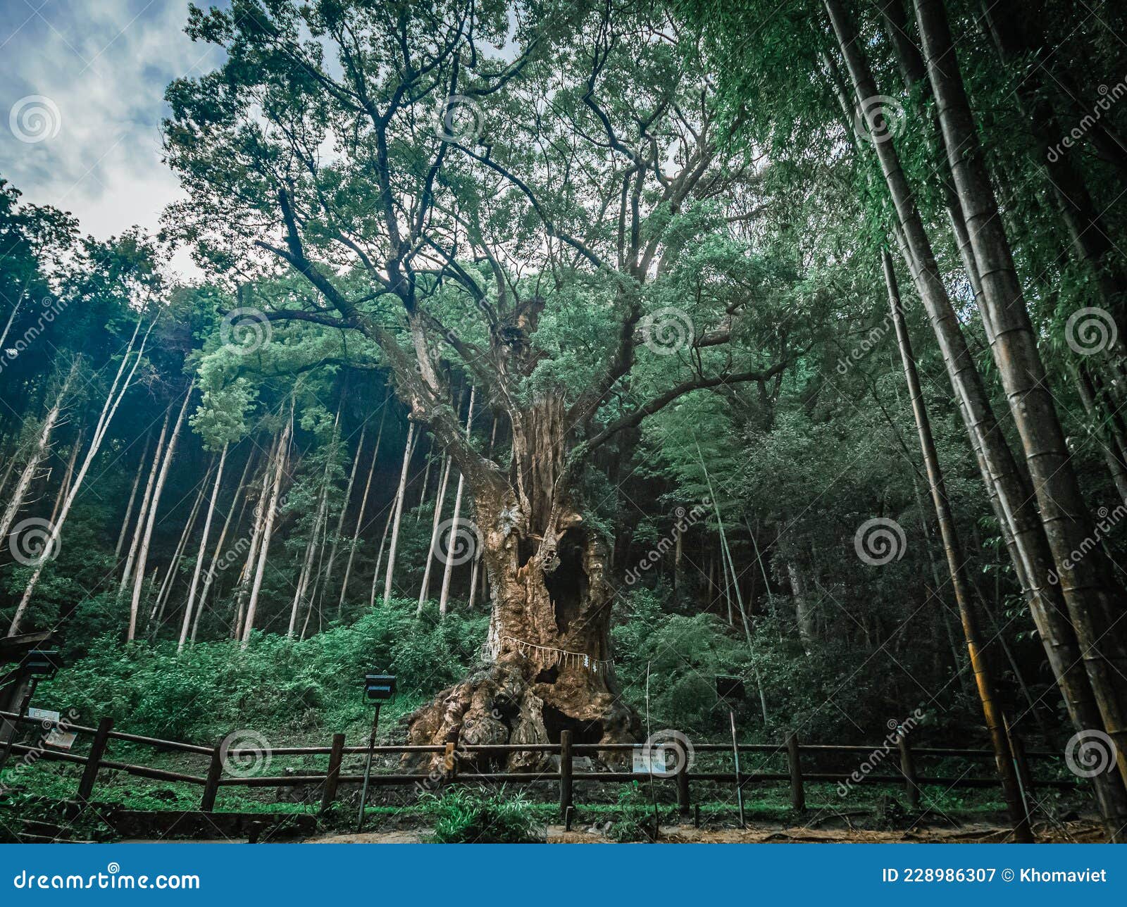 3000 Years Old Camphor Tree Stock Image - Image of attraction, leaf ...