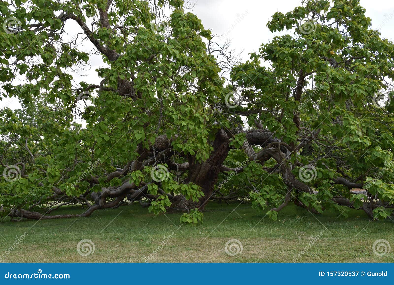 200 Years Old Catalpa Or Indian Bean Tree Royalty-Free Stock Photo ...