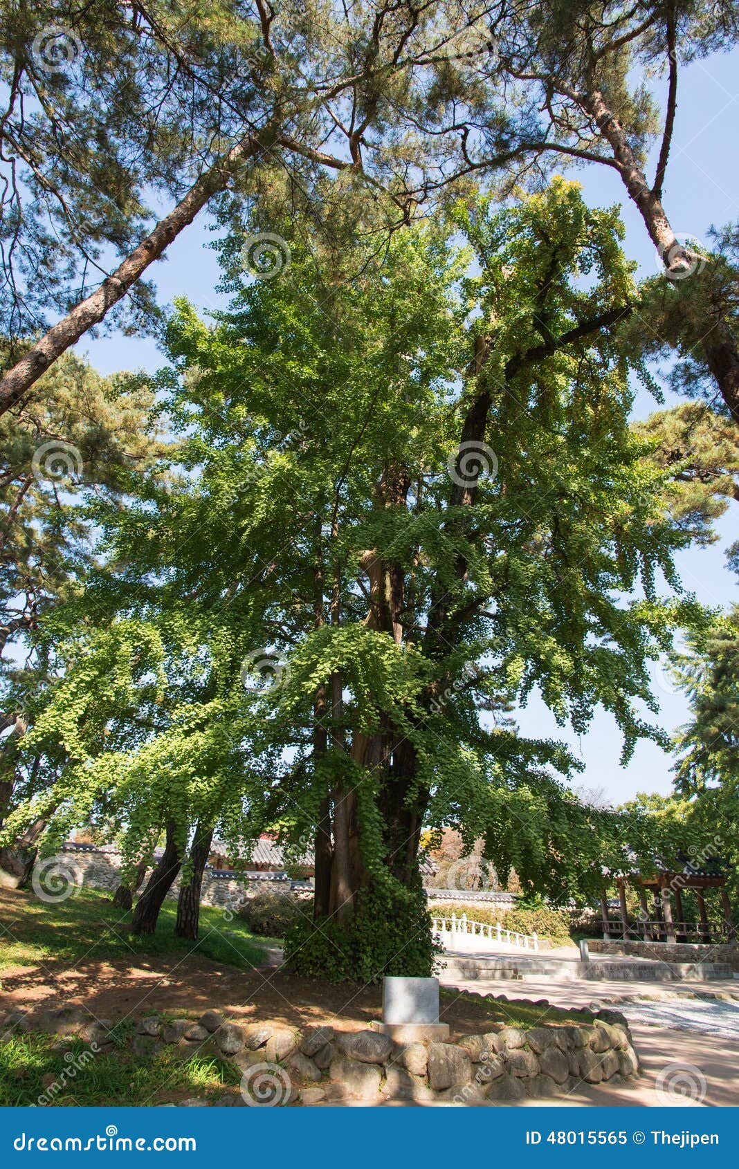 500 years old ginko tree stock image. Image of protected - 48015565