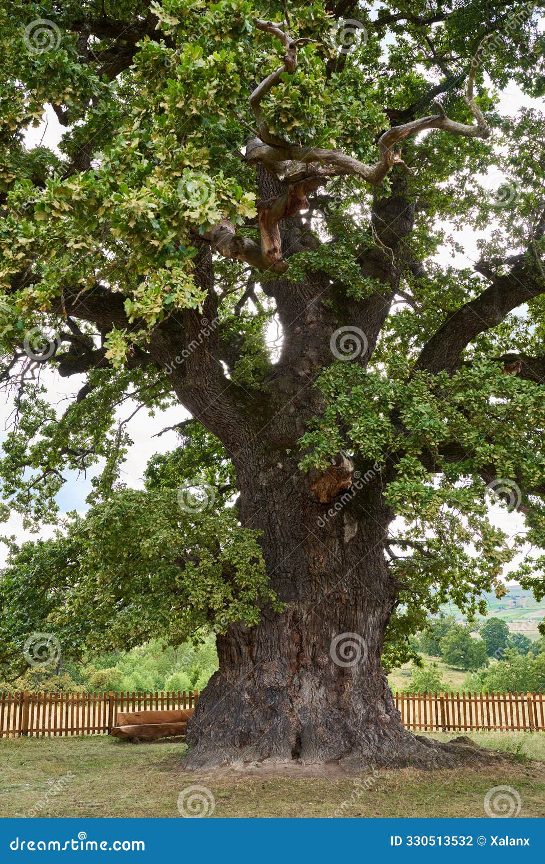900 years old oak tree stock photo. Image of texture - 330513532