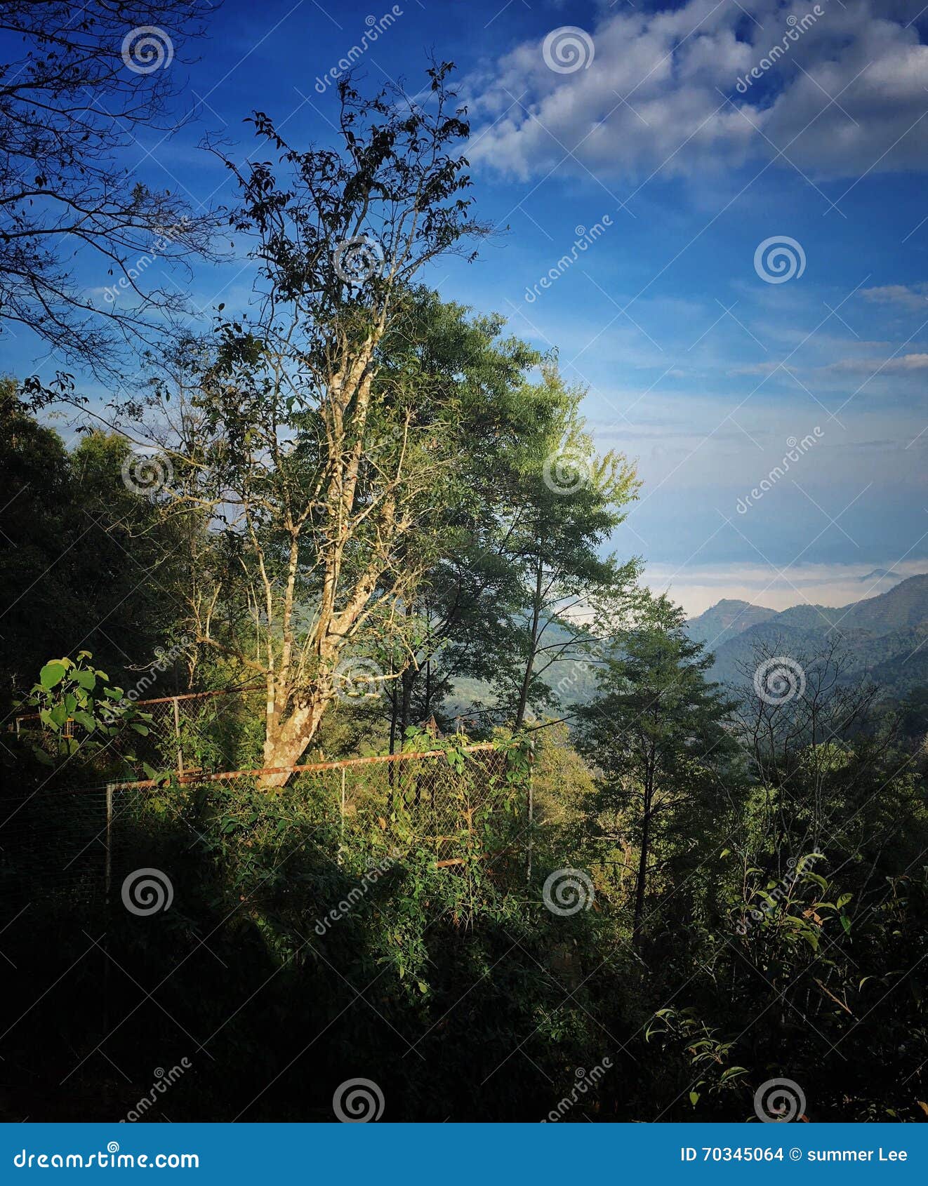 800-years-old Tea Tree in XISHUANGBANNA of China Stock Photo - Image of ...
