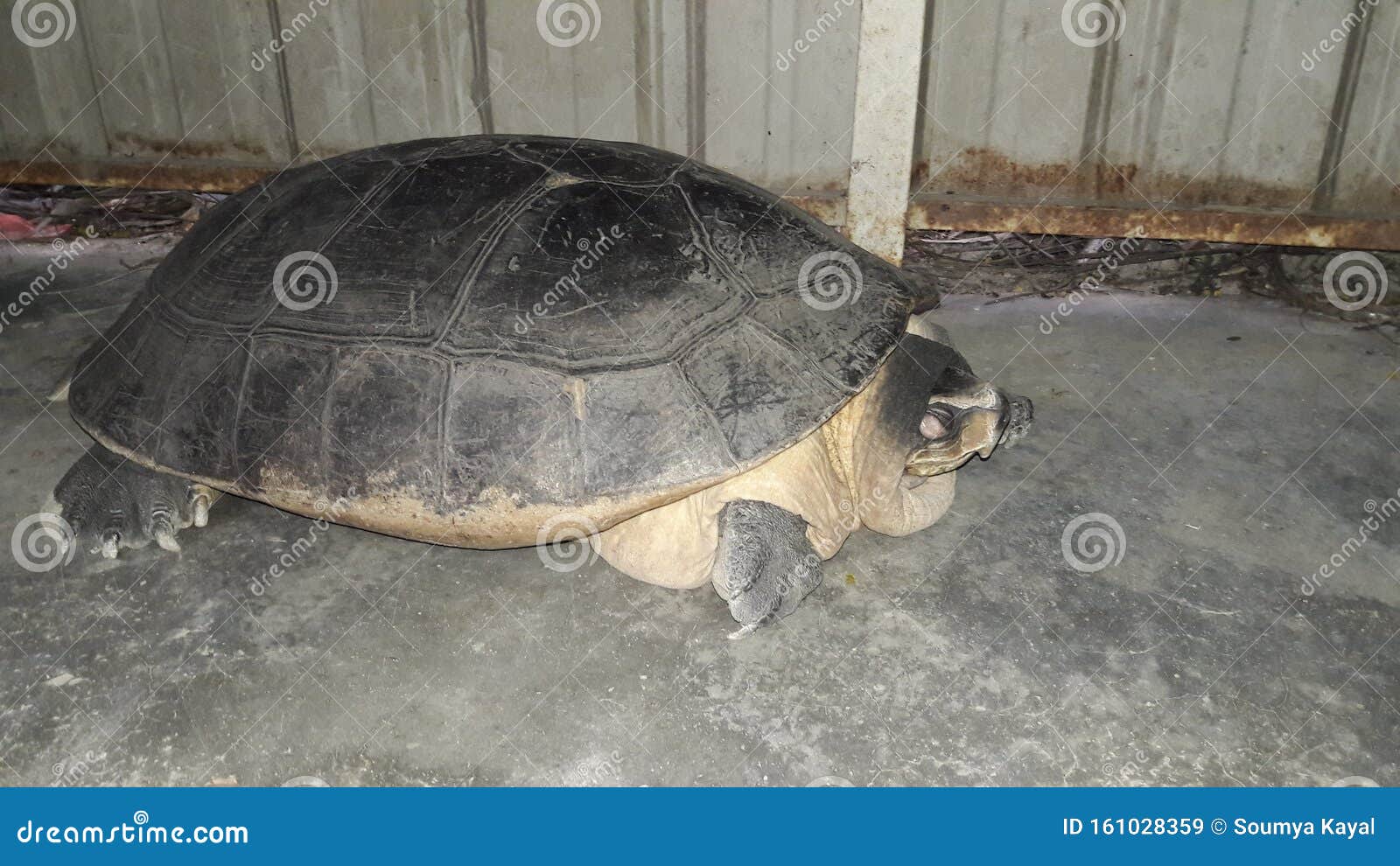 150 years old Turtle stock image. Image of 150years - 161028359