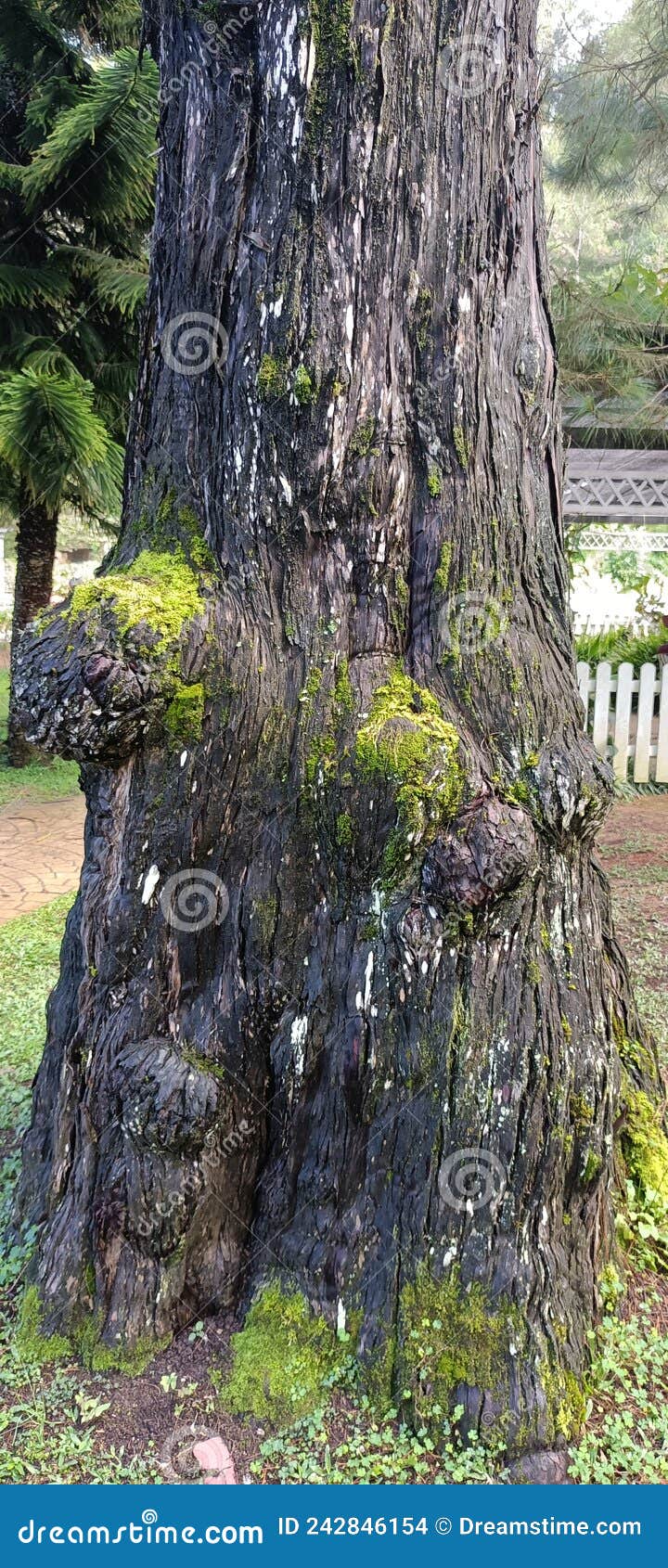 100years Tree Look Like in Cameroon Highland Stock Photo - Image of ...