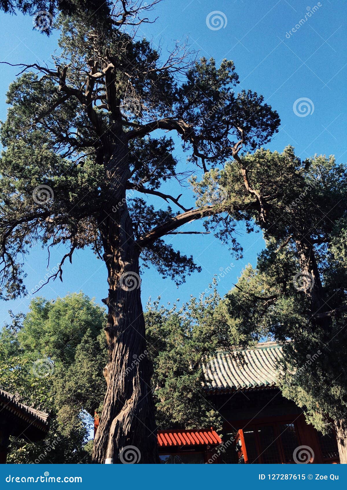 Old tree in Beijing, China stock image. Image of china - 127287615