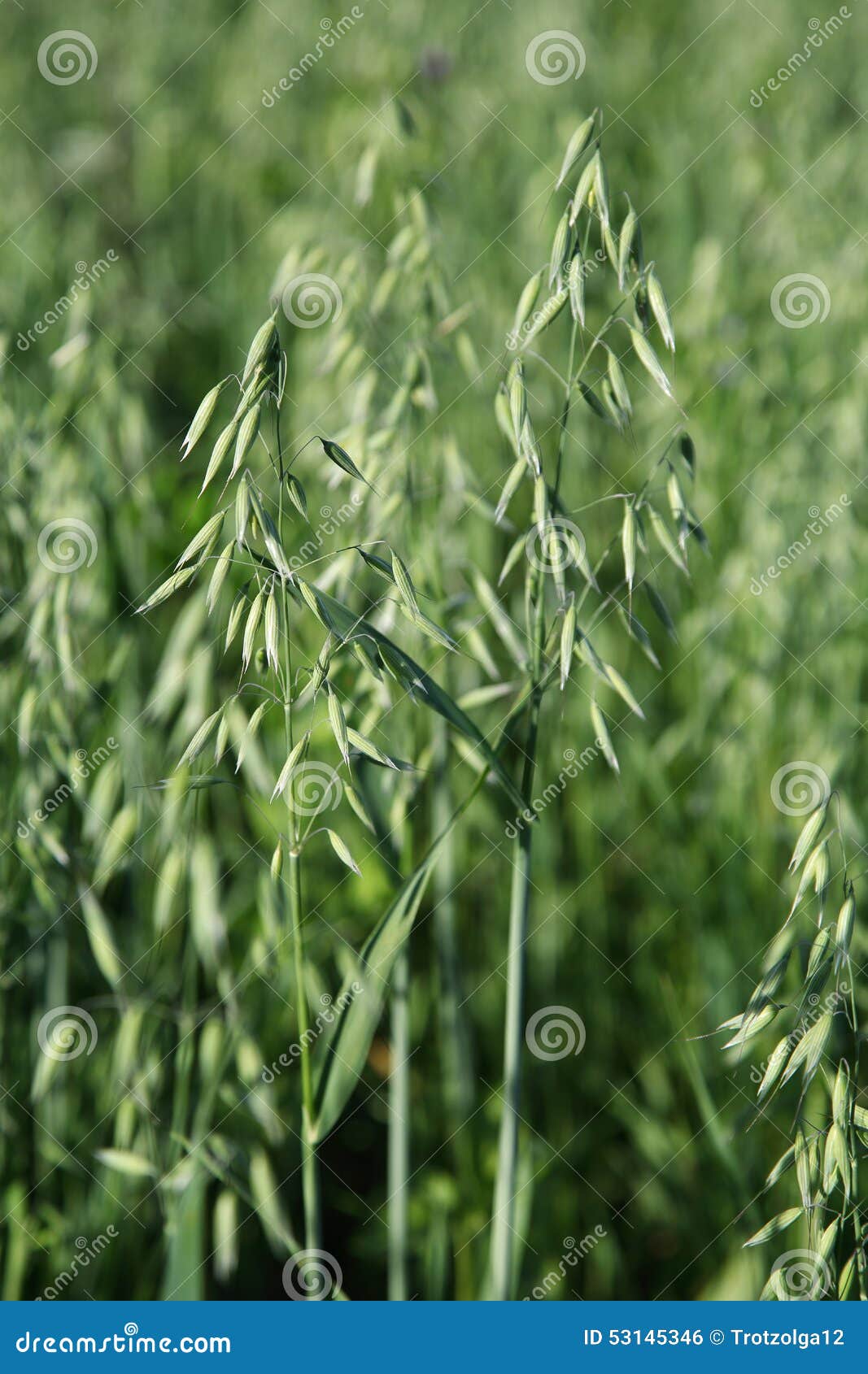 Years young oats field. stock photo. Image of lawn, oats - 53145346