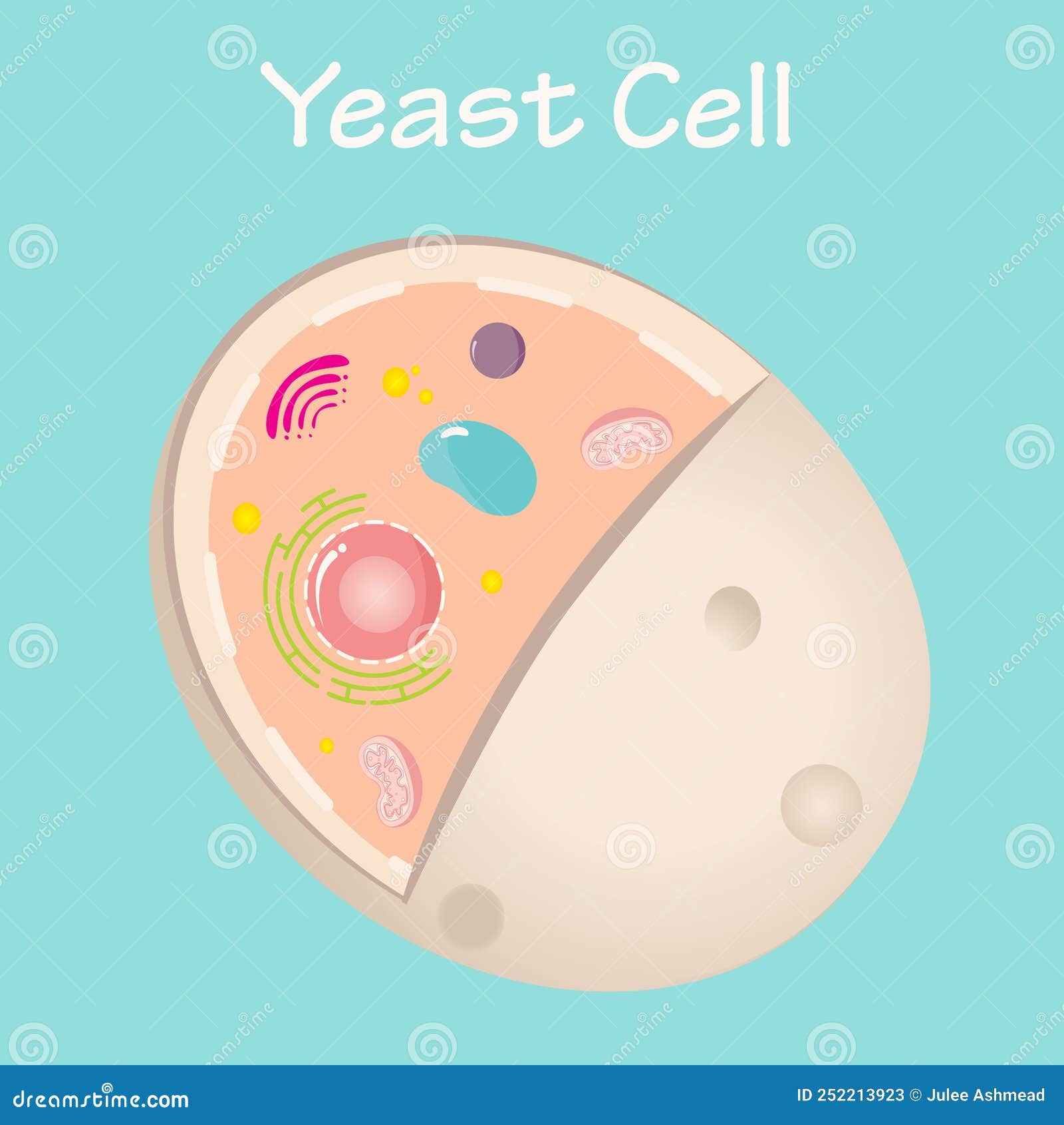 Yeast Cell Structure Cartoon Vector | CartoonDealer.com #252213923
