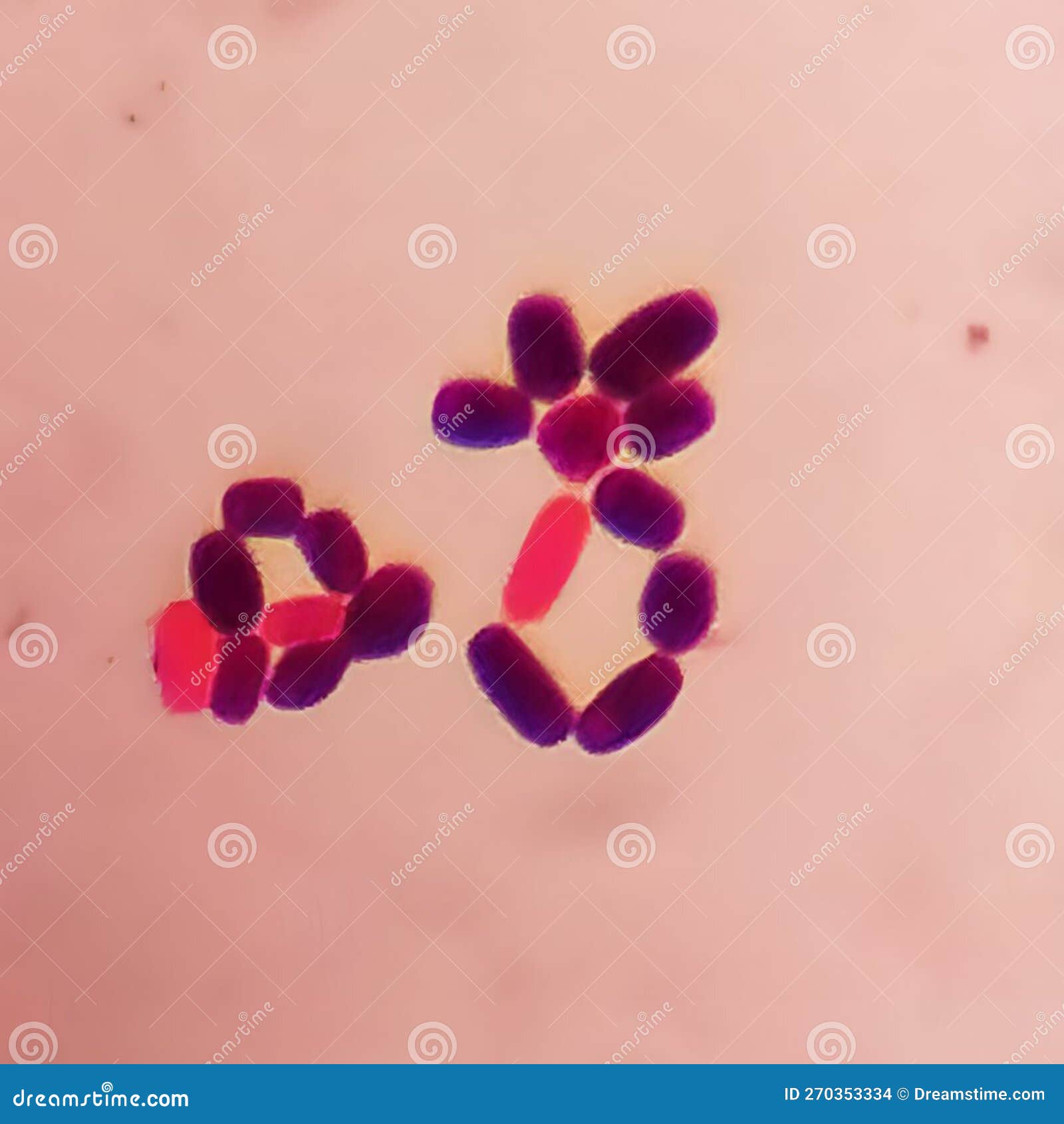 Yeast Cells in Gram Stain Fine with Microscope. Stock Photo - Image of ...
