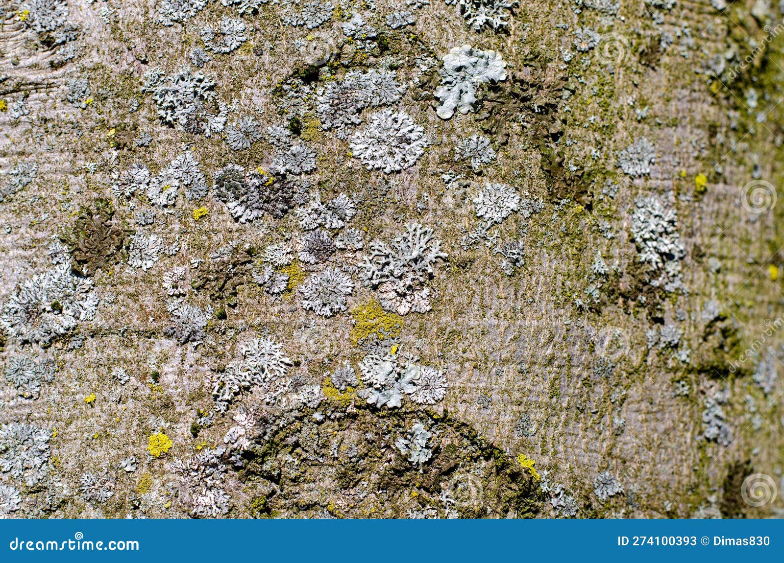 Yeast Fungi Parasites on the Bark of an Old Tree Stock Image - Image of ...