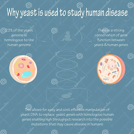 Yeast model organism stock vector. Illustration of presentation - 249217589
