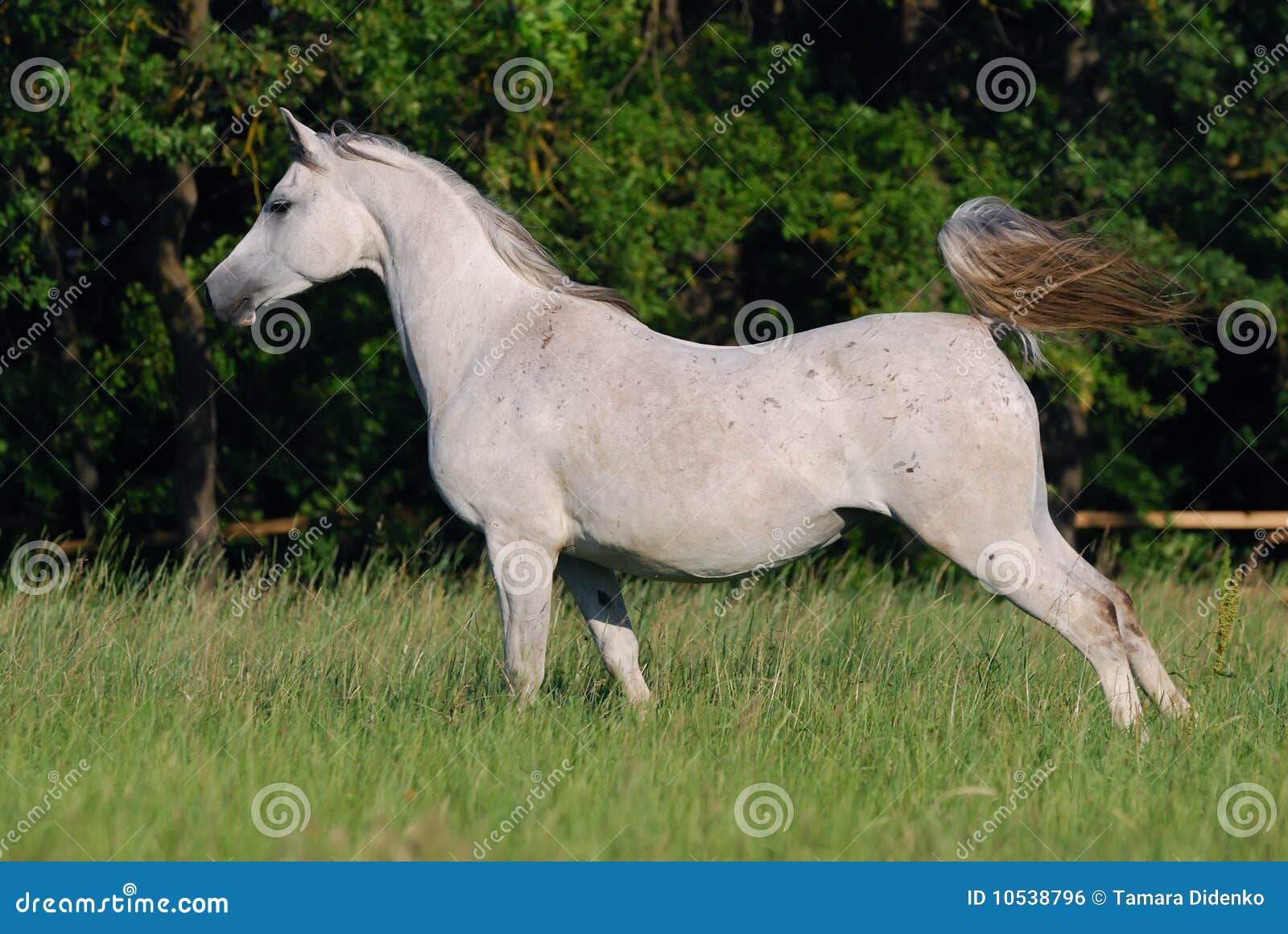 Yegua árabe Blanca Imagen de archivo libre de regalías - Imagen: 10538796