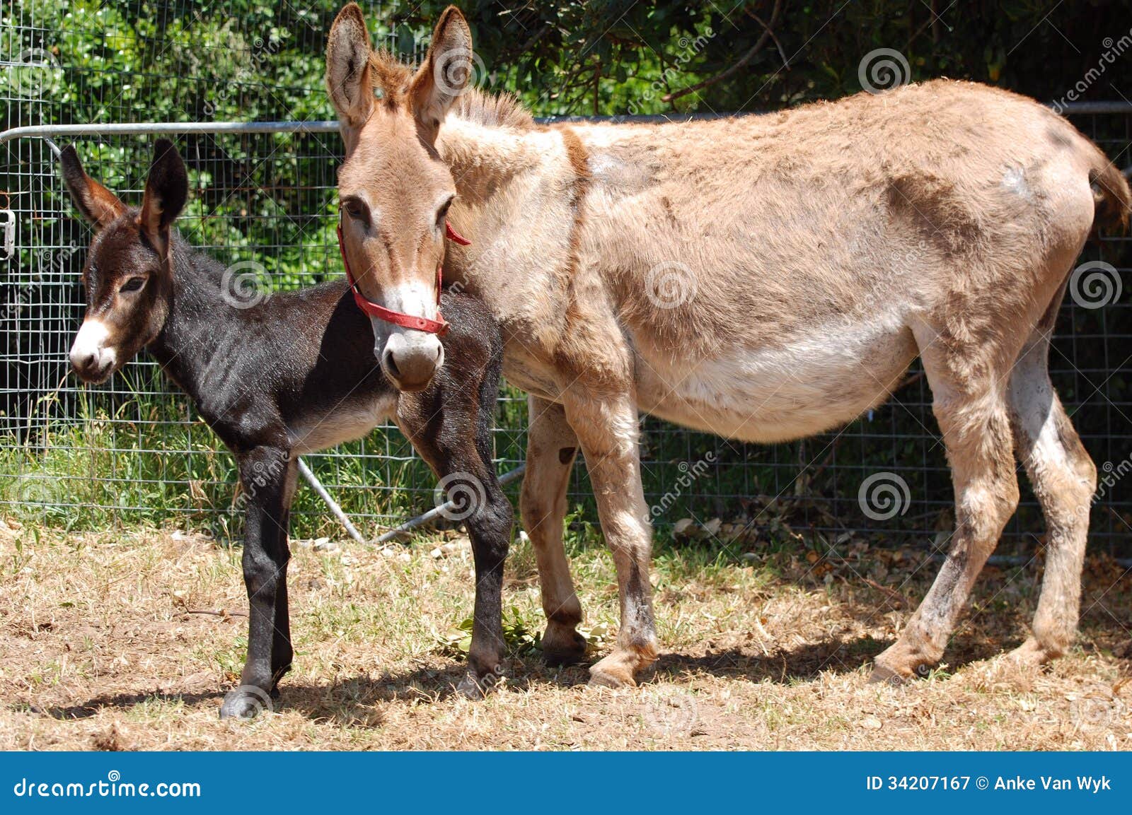 Yegua Del Burro Con El Potro En Granja Imagen de archivo - Imagen de ...