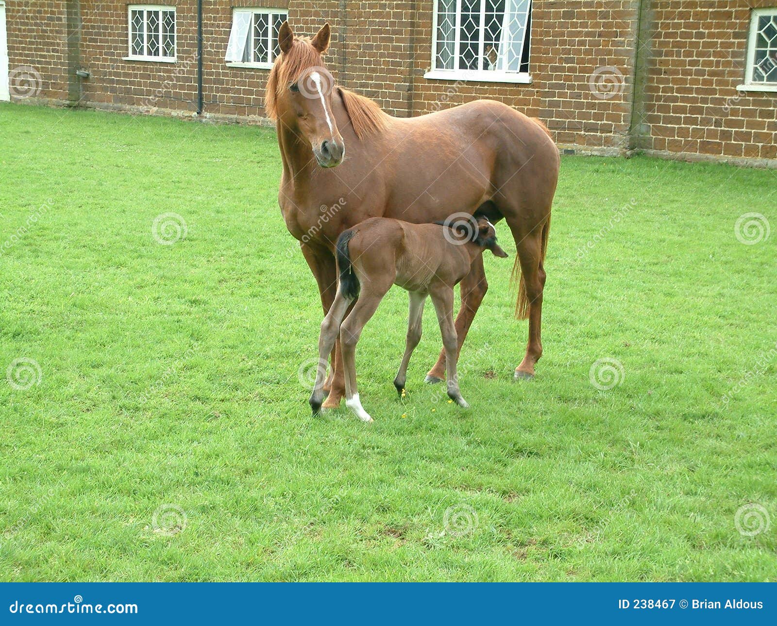 Yegua y cría imagen de archivo. Imagen de bebé, leche, yegua - 238467