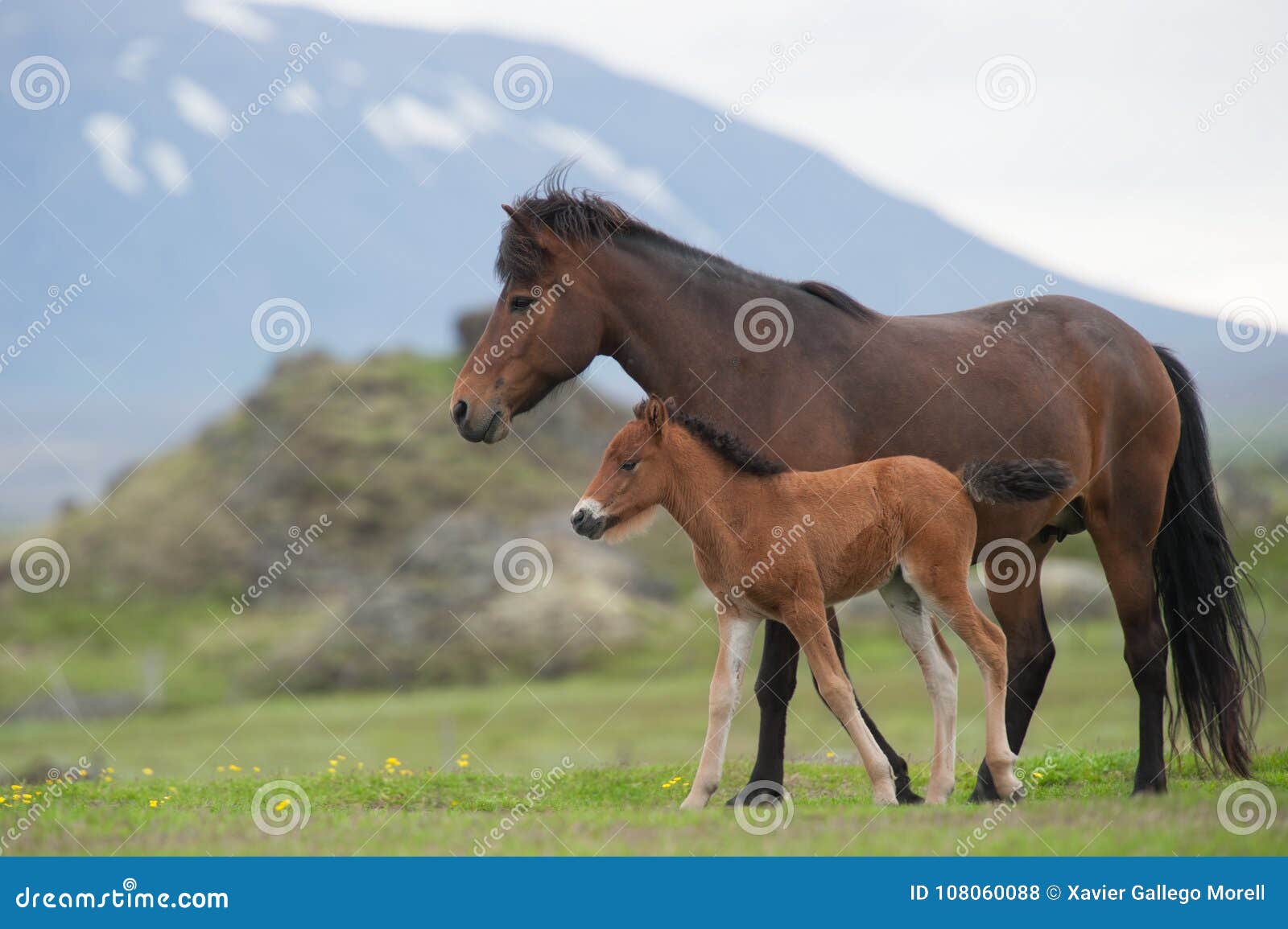 Yegua y potro foto de archivo. Imagen de hermoso, potro - 108060088