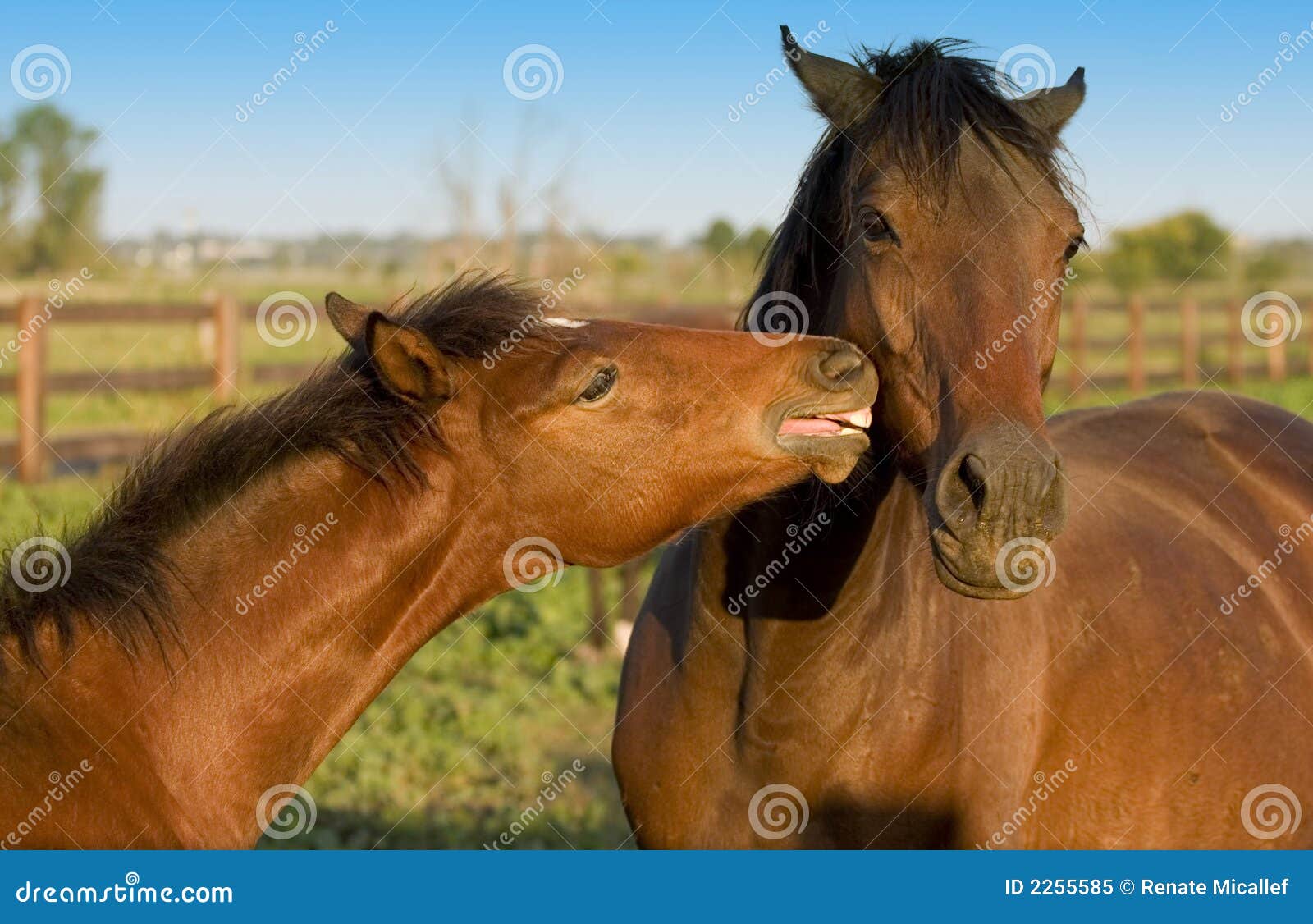 Yegua y potro imagen de archivo. Imagen de caballo, madre - 2255585