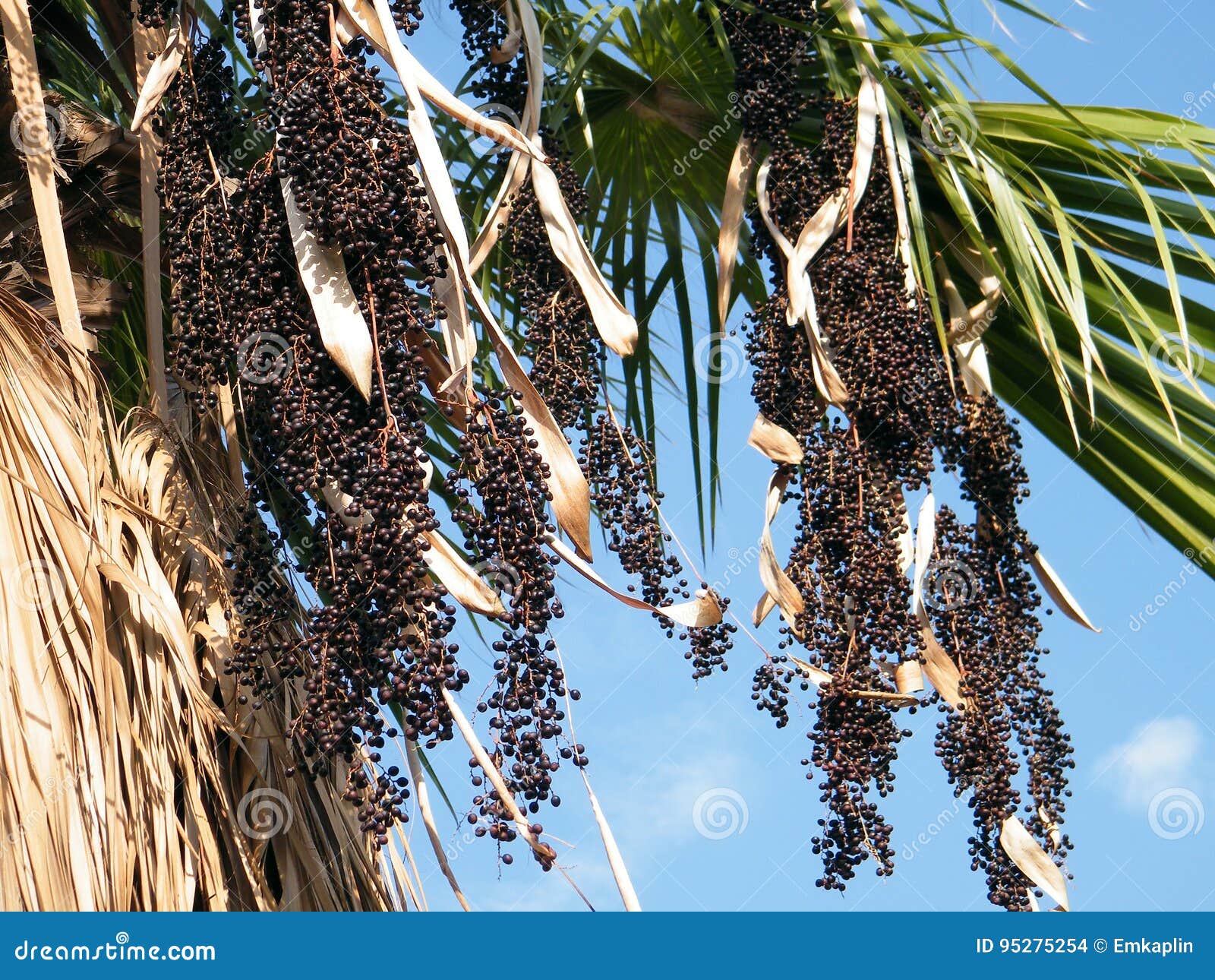 Or Yehuda Euterpe Oleracea 2010 Stock Photo - Image of nature ...