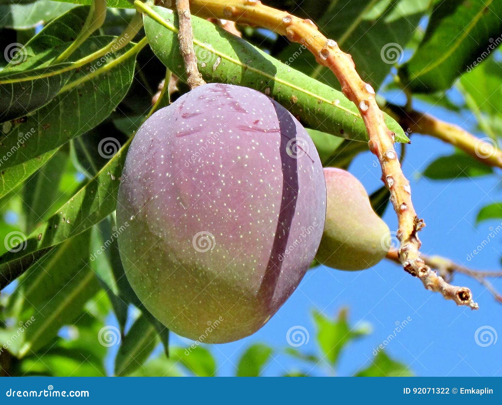 Or Yehuda mango 2011 stock photo. Image of refreshment - 92071322