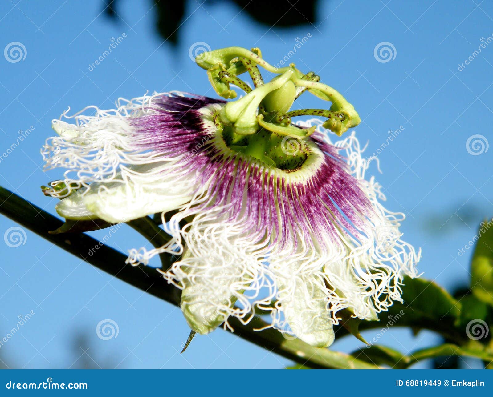 Or Yehuda Passiflora Flower 2011 Stock Image - Image of close, botany ...
