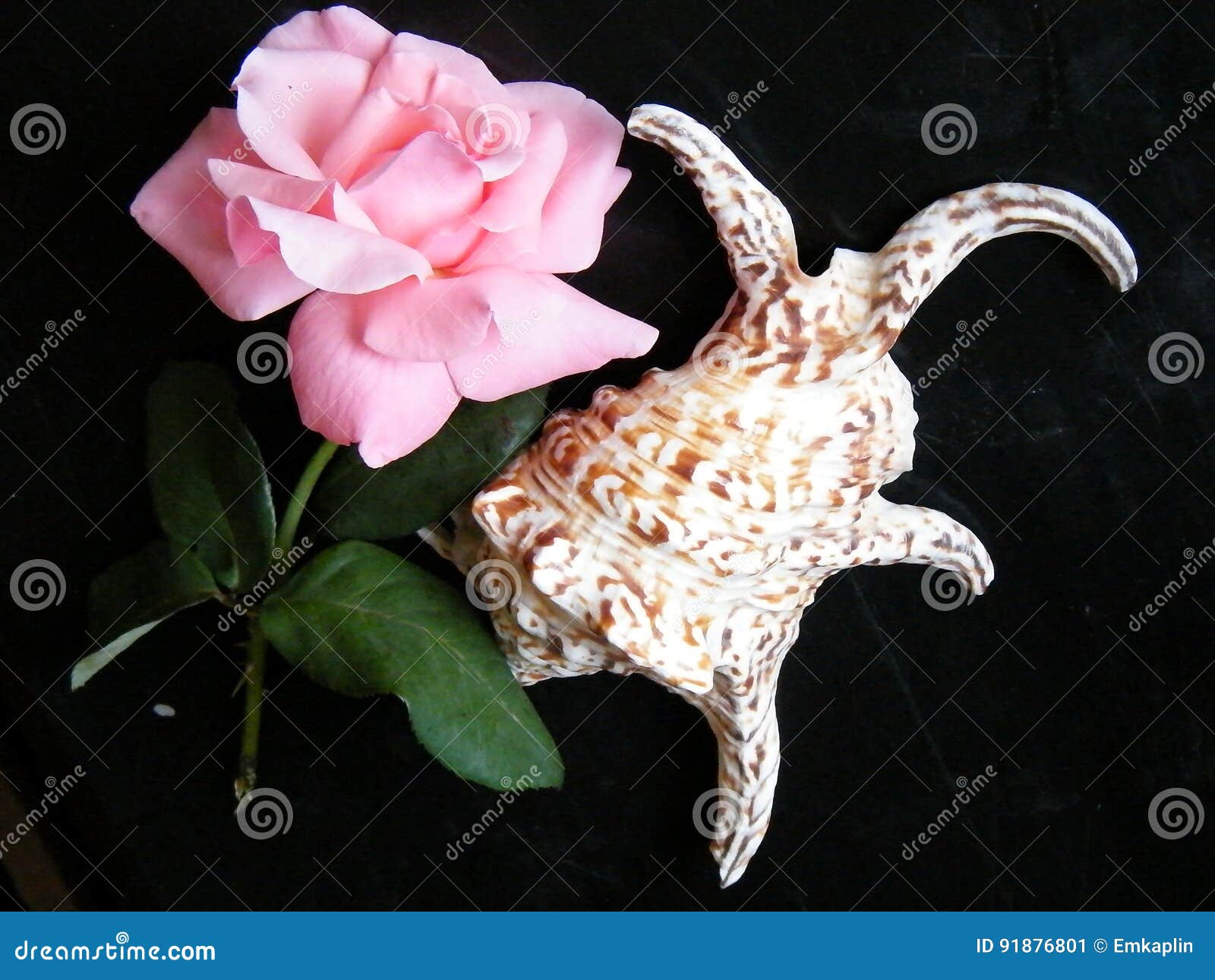 Or Yehuda Rose & Sea Shell 2010 Stock Image - Image of vertical, grass ...