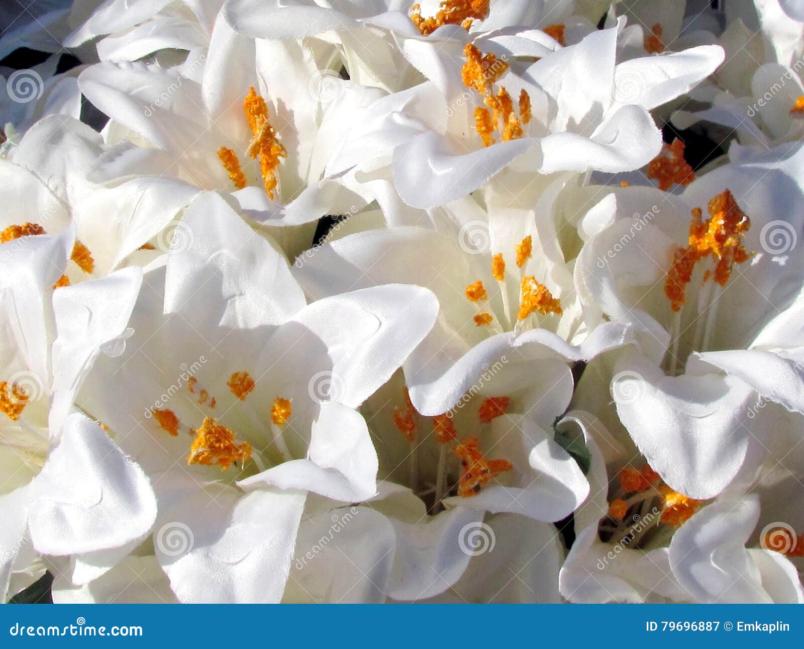 Or Yehuda White Lilies 2011 Stock Image - Image of energy, bloom: 79696887