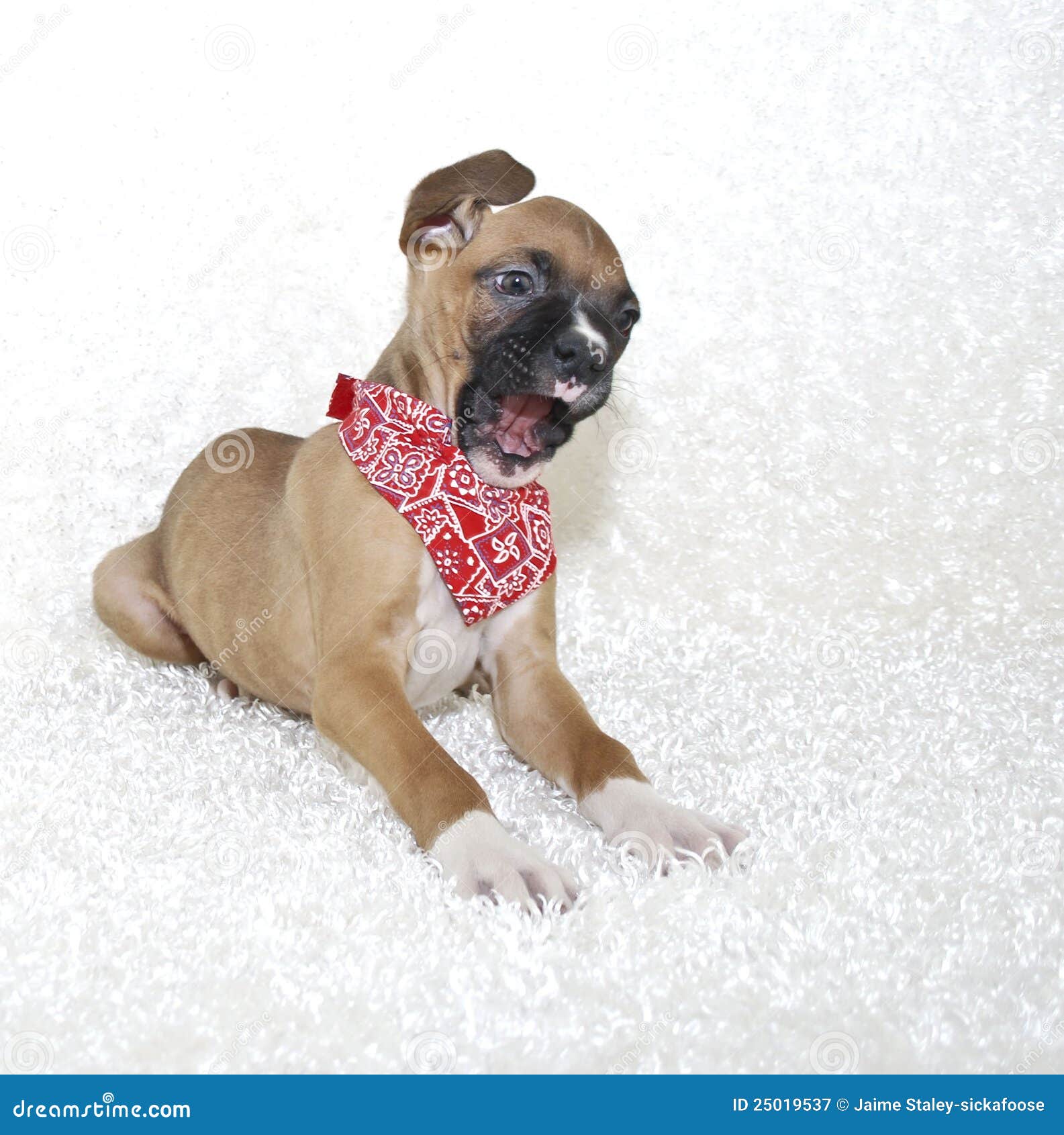 Yelling Boxer Puppy stock image. Image of boxer, funny - 25019537