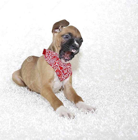 Yelling Boxer Puppy stock image. Image of boxer, funny - 25019537
