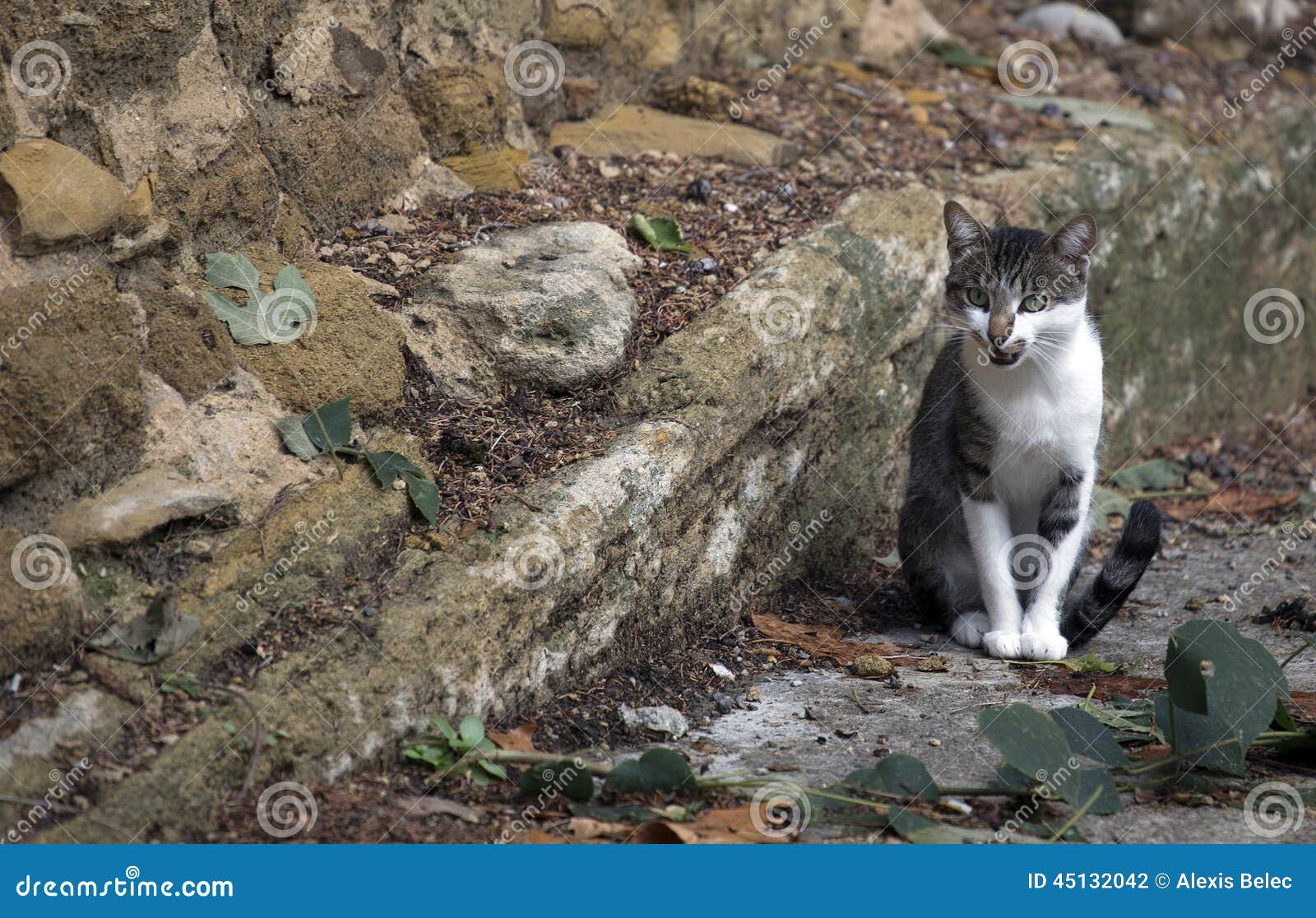 Yelling cat stock photo. Image of background, personality - 45132042