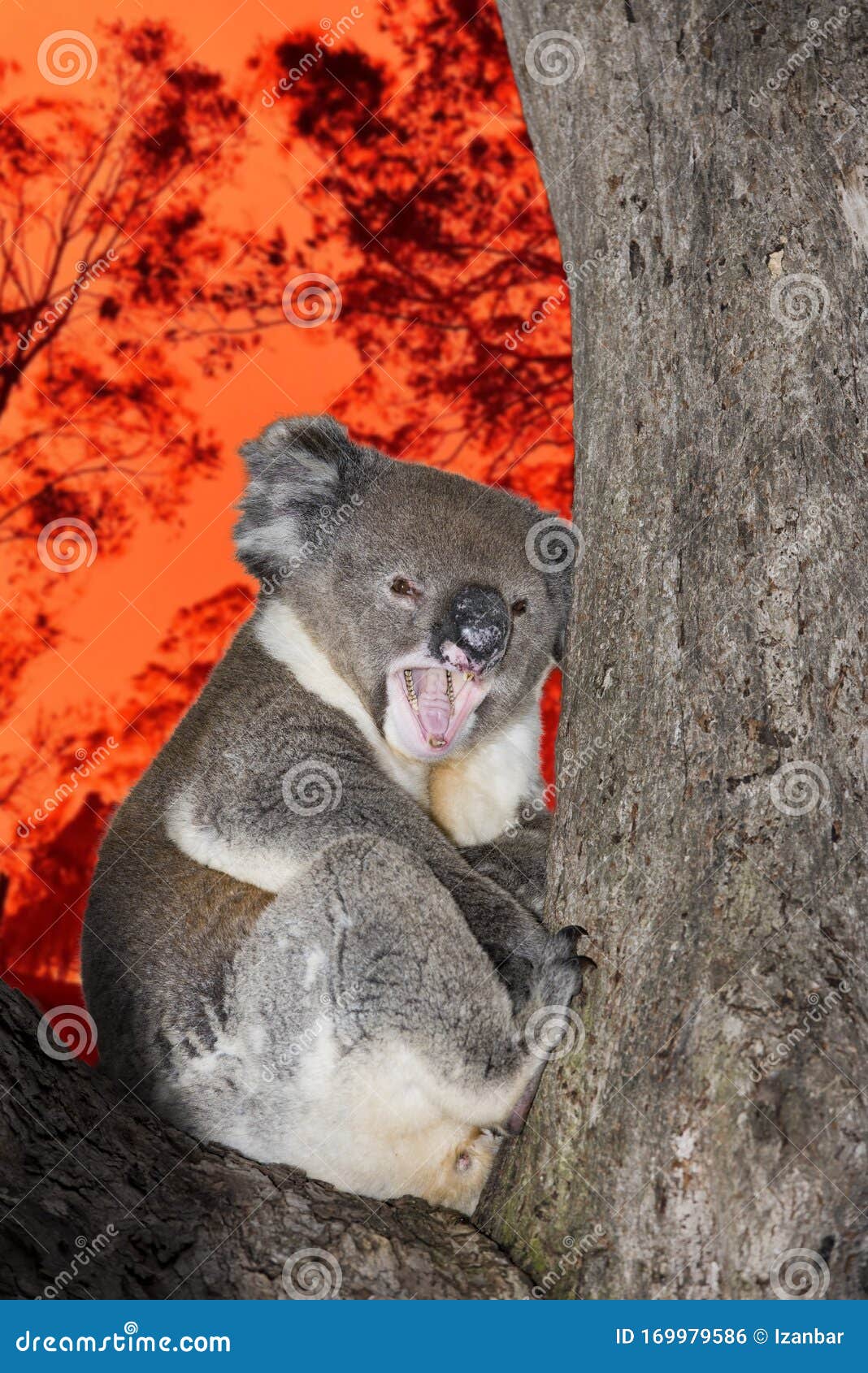 Yelling Crying Koala in Australia Bush Fire Stock Photo - Image of ...