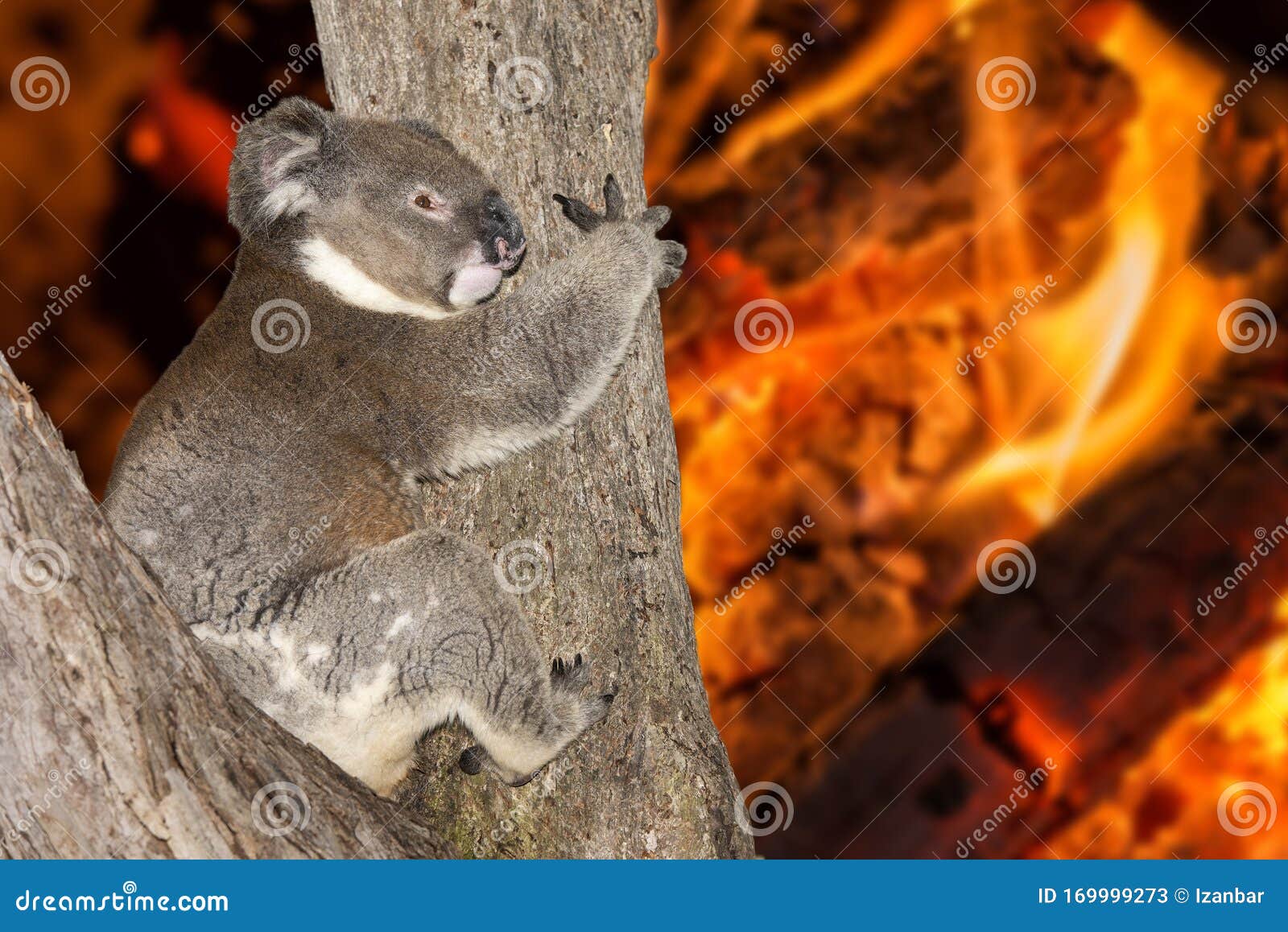 Yelling Crying Koala in Australia Bush Fire Editorial Stock Photo ...