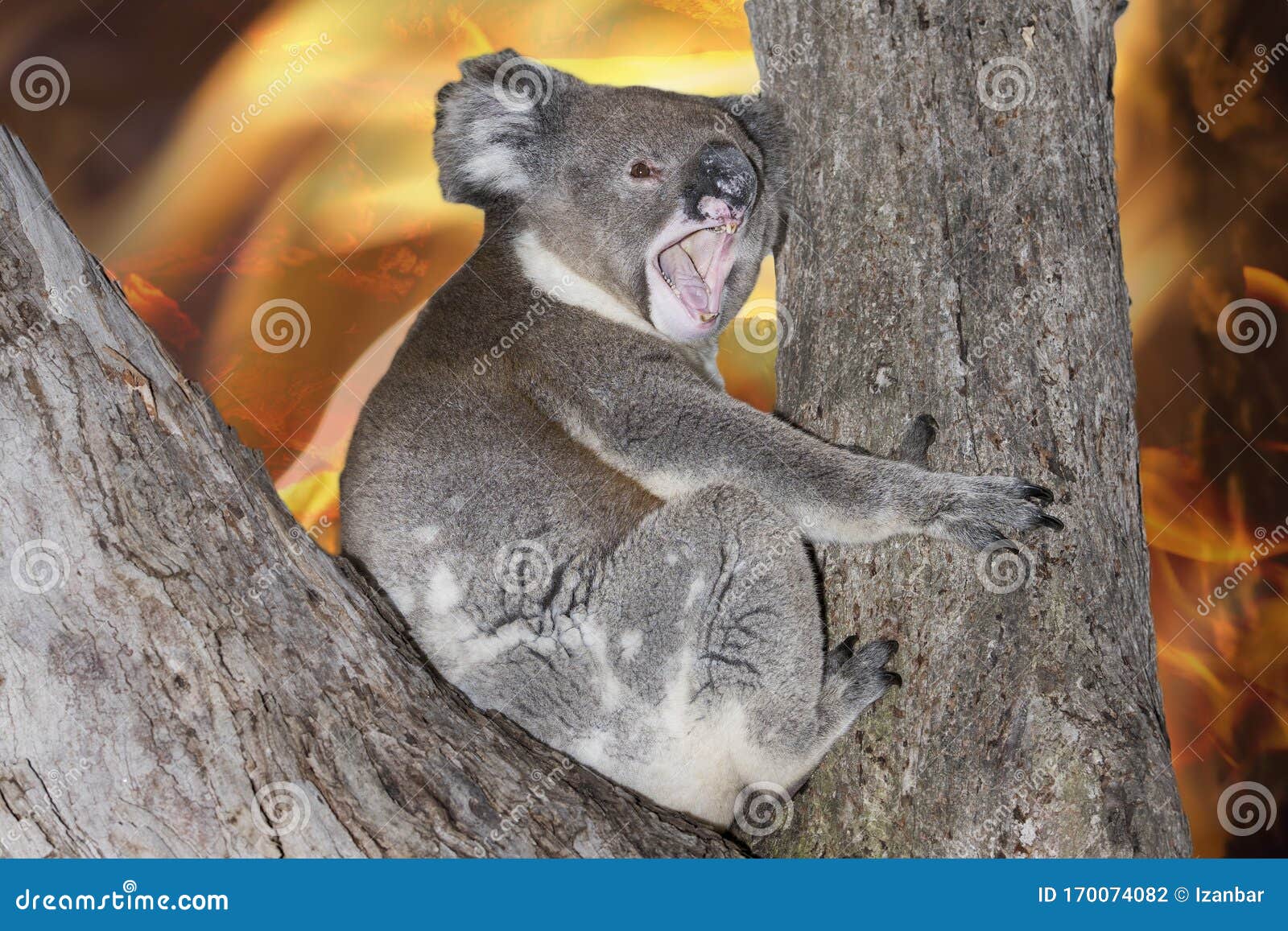 Yelling Crying Koala in Australia Bush Fire Stock Photo - Image of ...