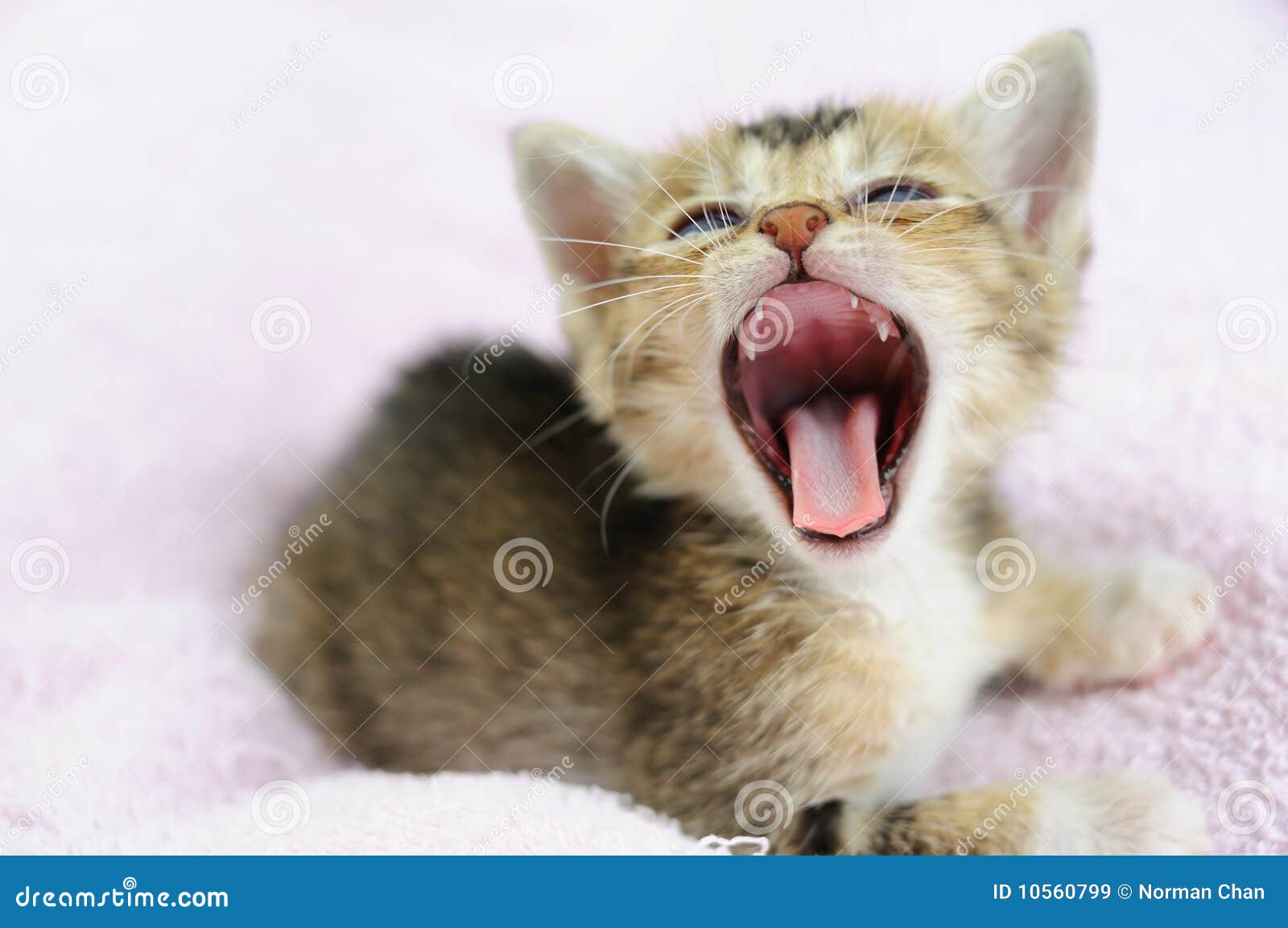 Yelling kitty stock image. Image of small, animal, lovable - 10560799