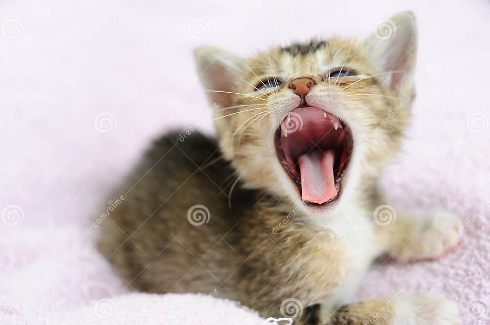 Yelling kitty stock image. Image of small, animal, lovable - 10560799