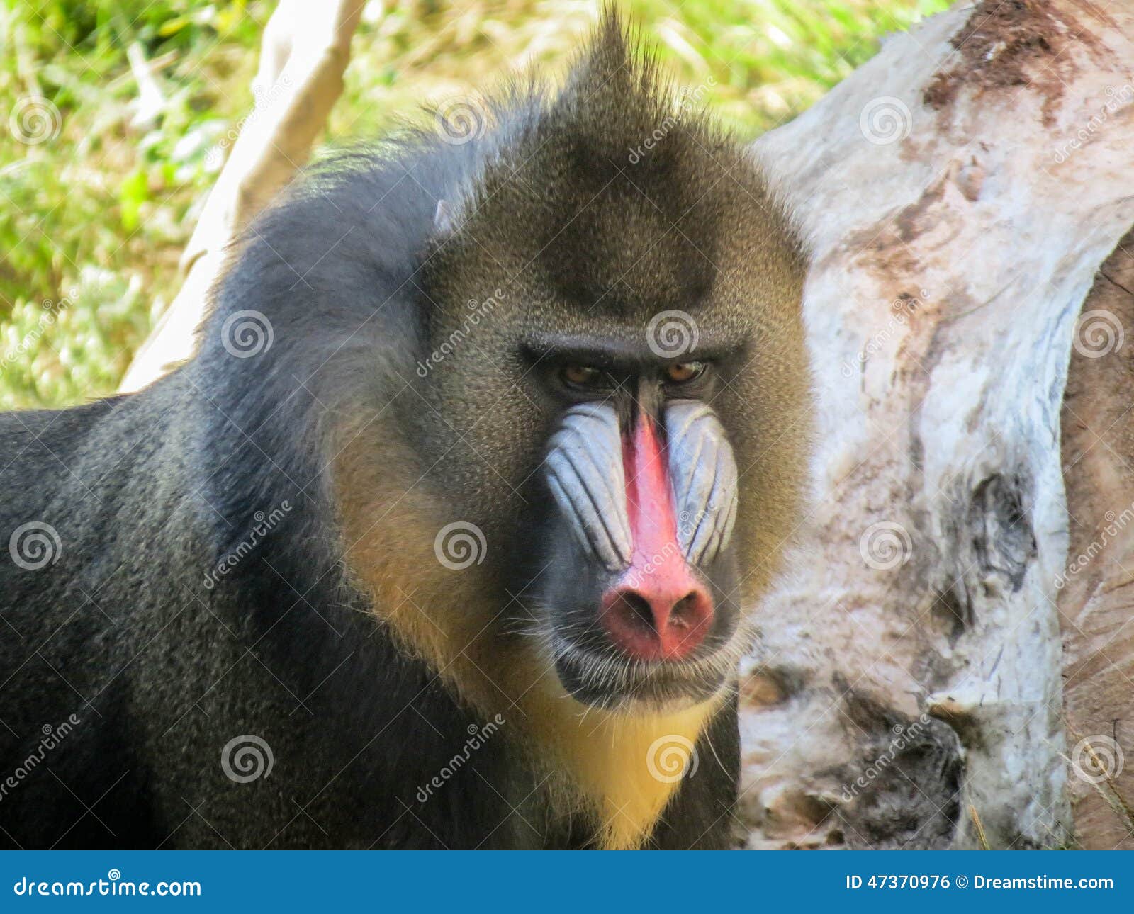 Yelling monkey stock photo. Image of look, didnt, despresion - 47370976