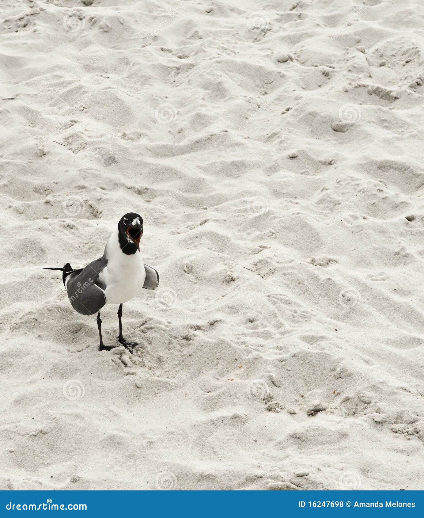 Yelling seagull stock photo. Image of aggressive, seagull - 16247698