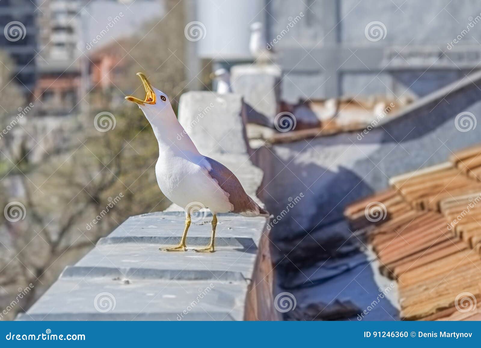 Yelling seagull stock photo. Image of shout, shouting - 91246360
