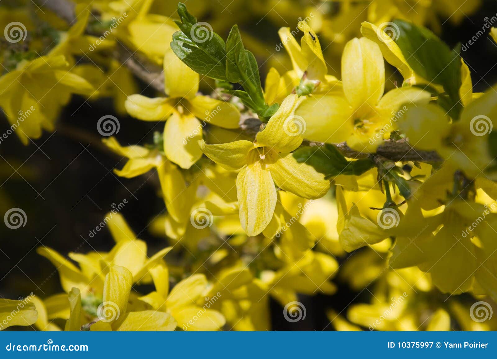 Yelllow flower stock image. Image of stamen, fragile - 10375997