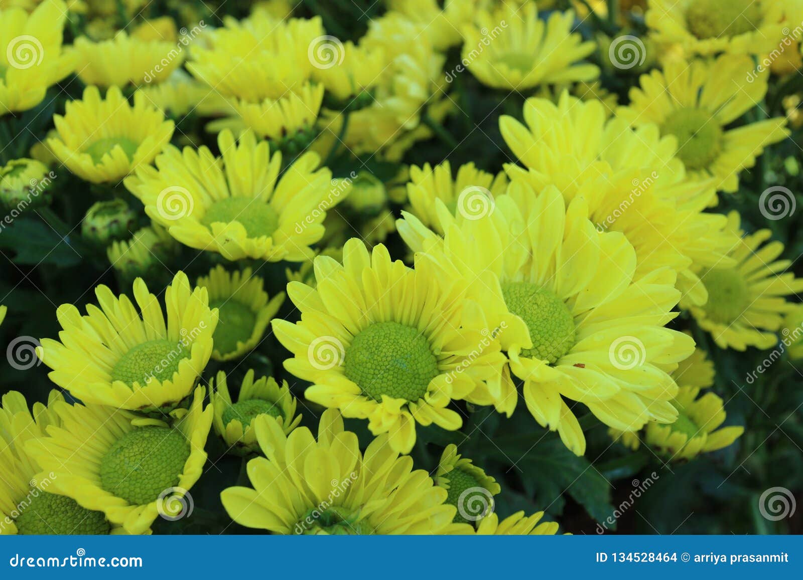 Yello flower beautiful. stock photo. Image of plant - 134528464