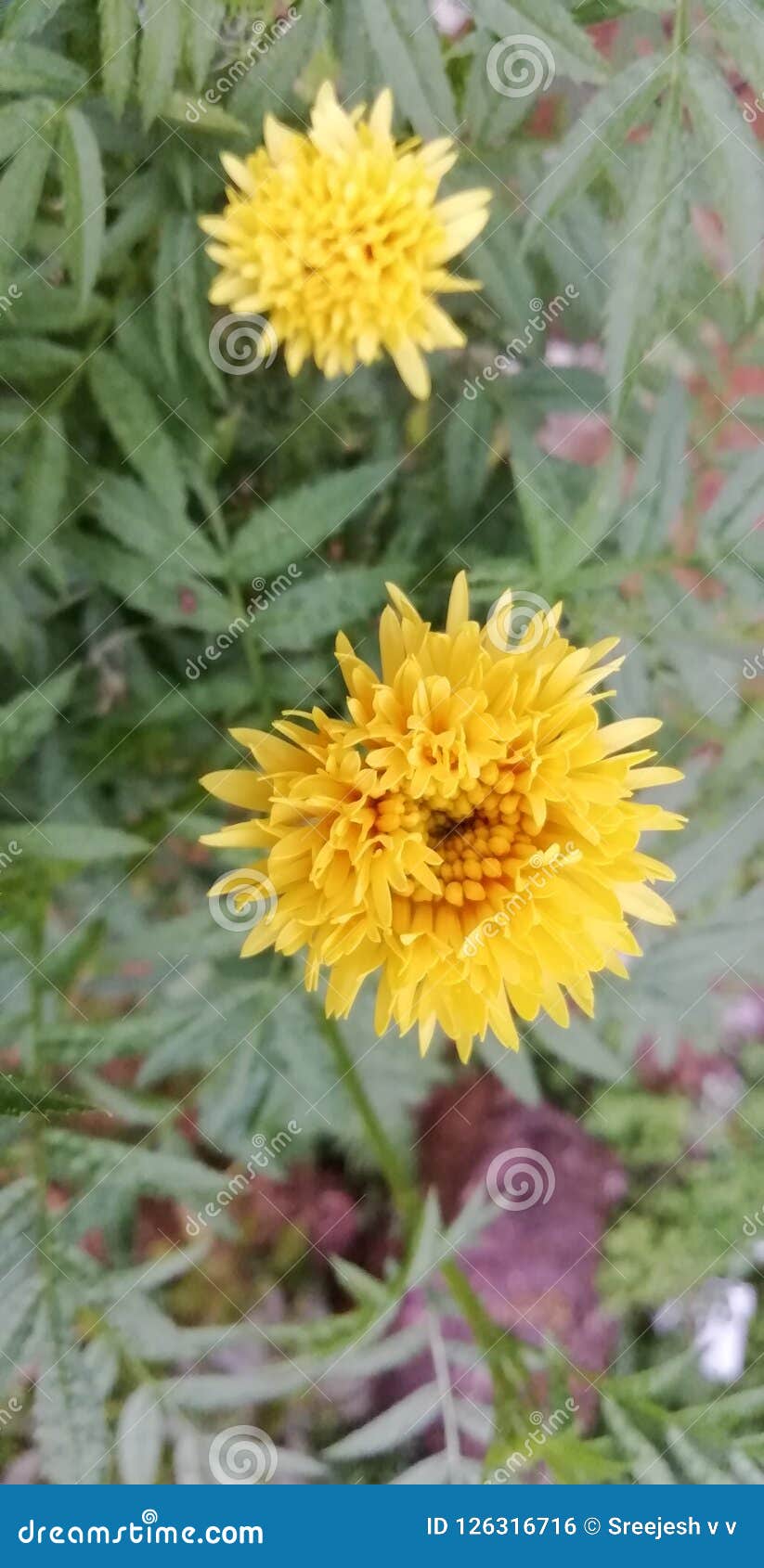 Yello flower stock photo. Image of leaf, flower, green - 126316716