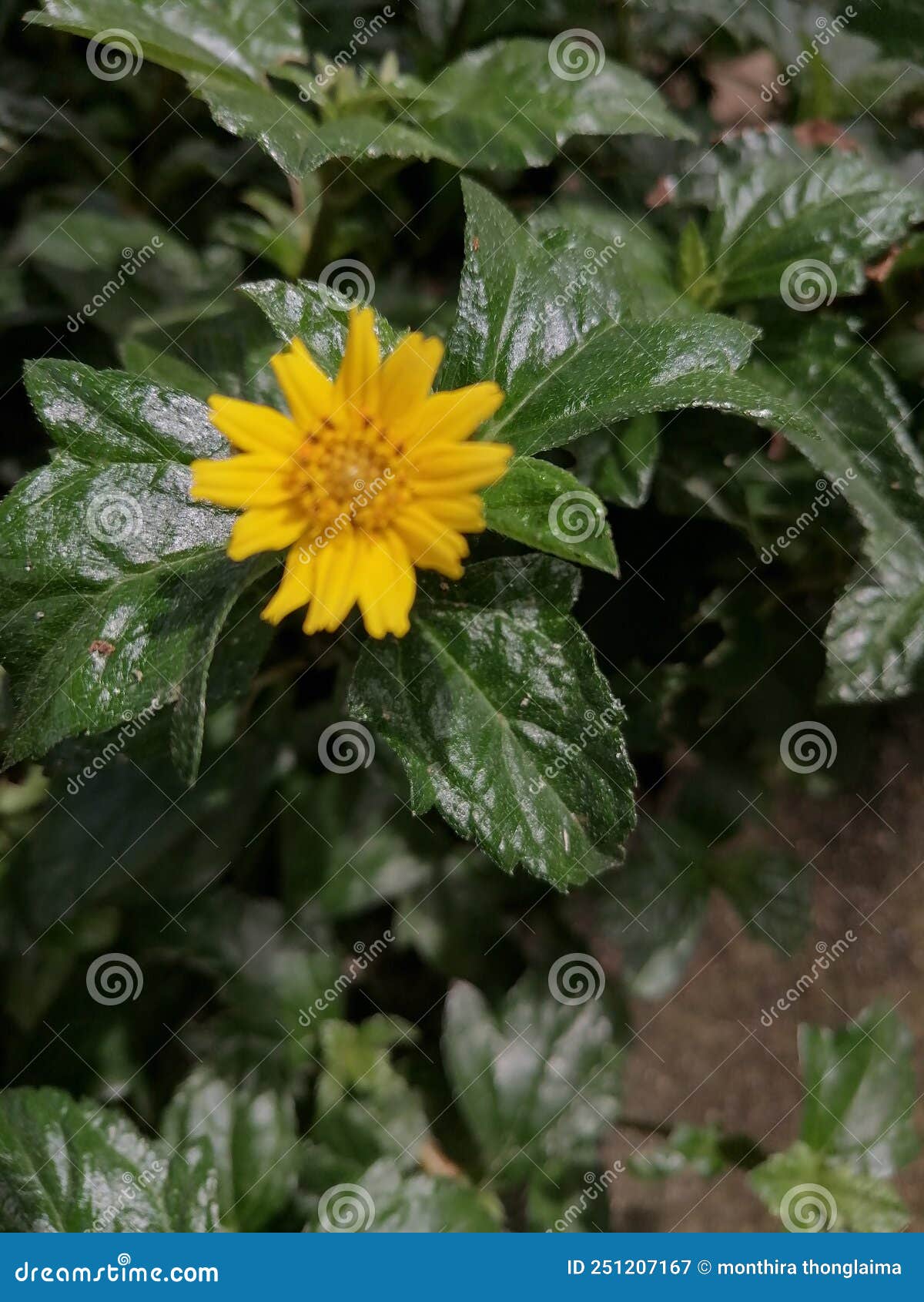 Yello Flower with Green Leaf Stock Image - Image of lower, yello: 251207167