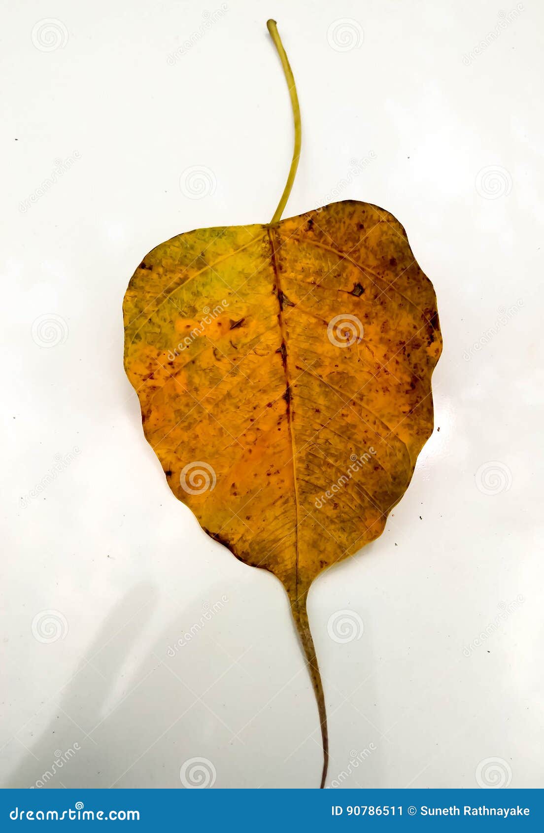 Yello Leaf of Siritual Boo Tree Stock Image - Image of color, rain ...