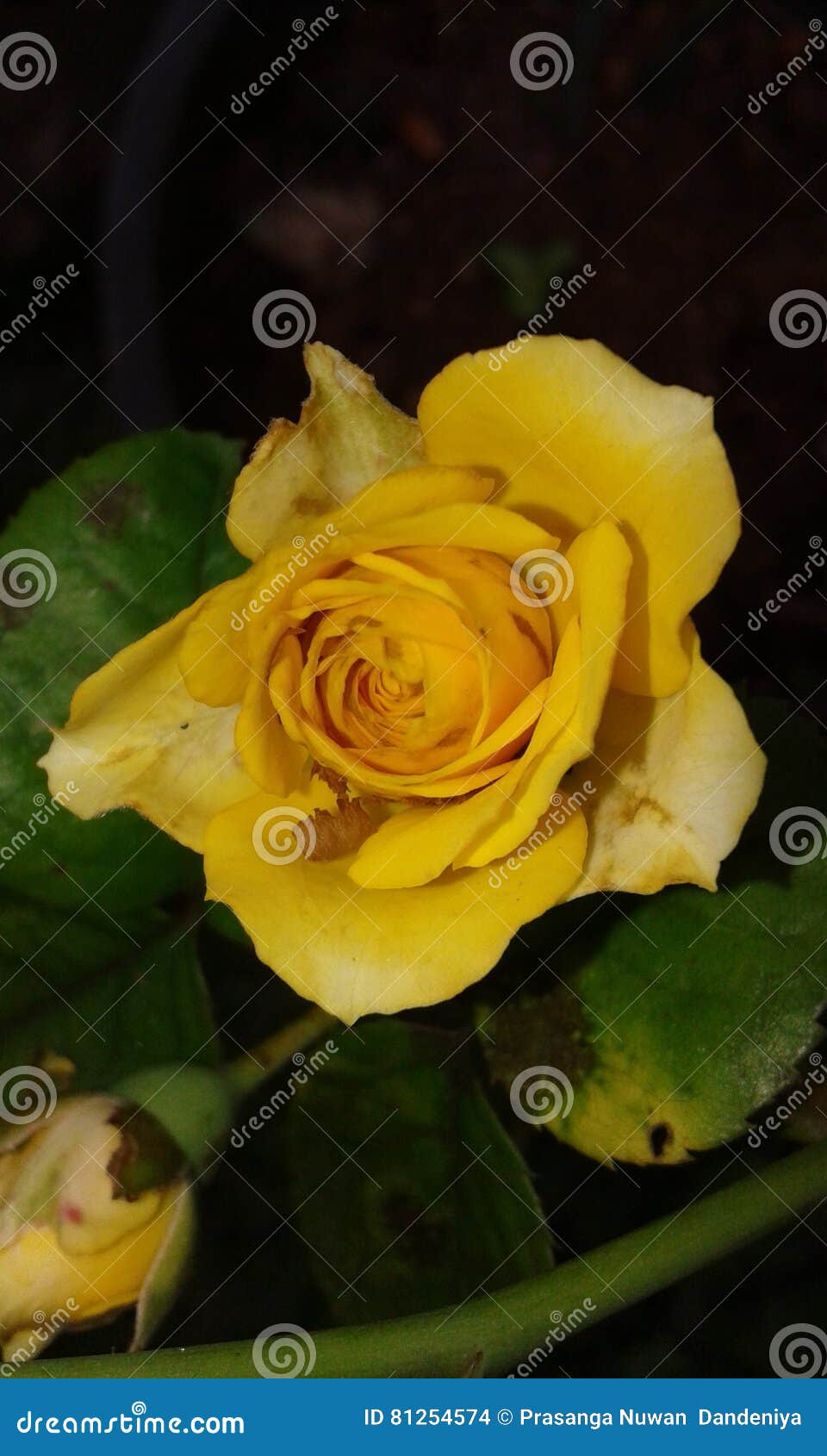 Yello rose stock photo. Image of roseflower, rose, yellorose - 81254574